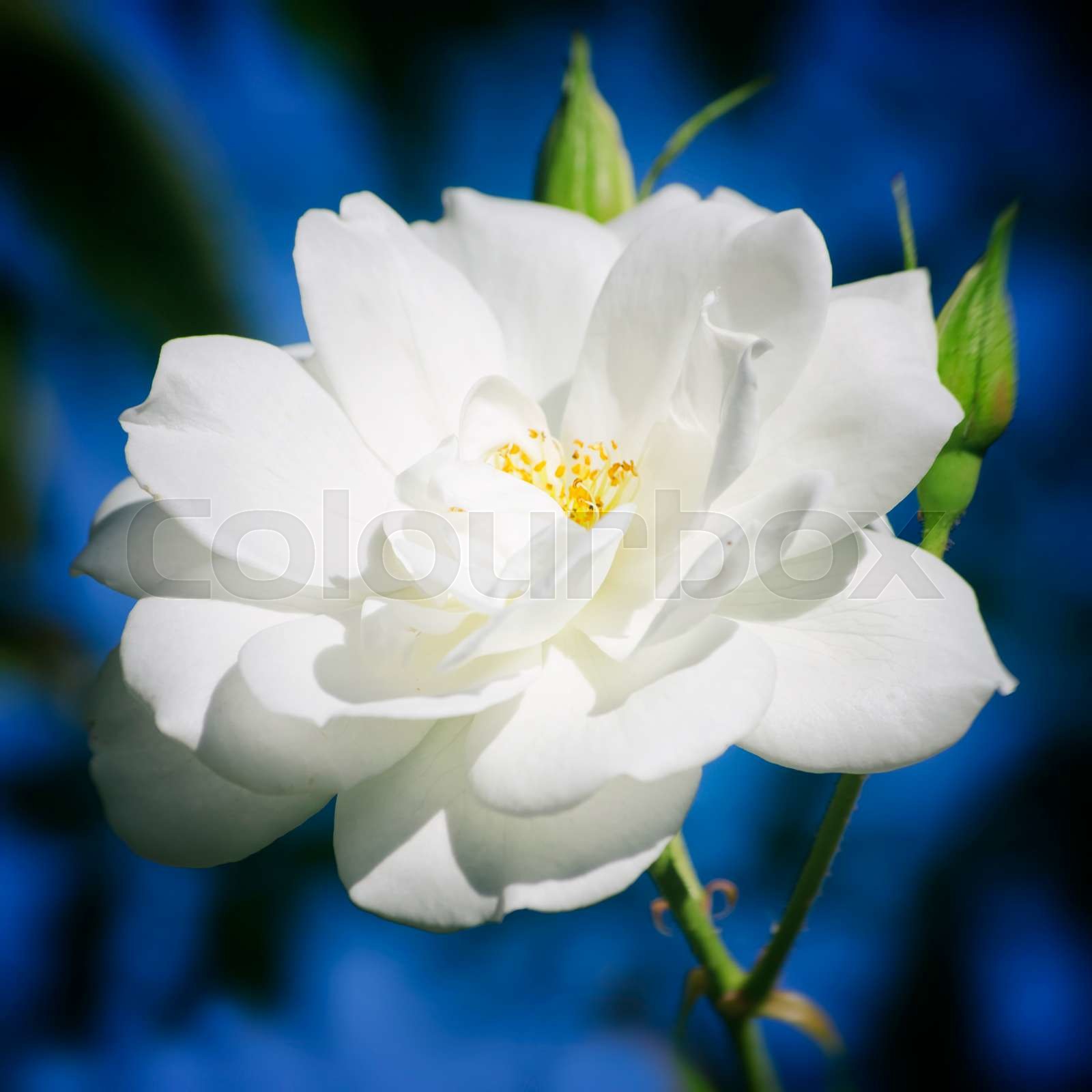 Single White Rose | Stock image | Colourbox