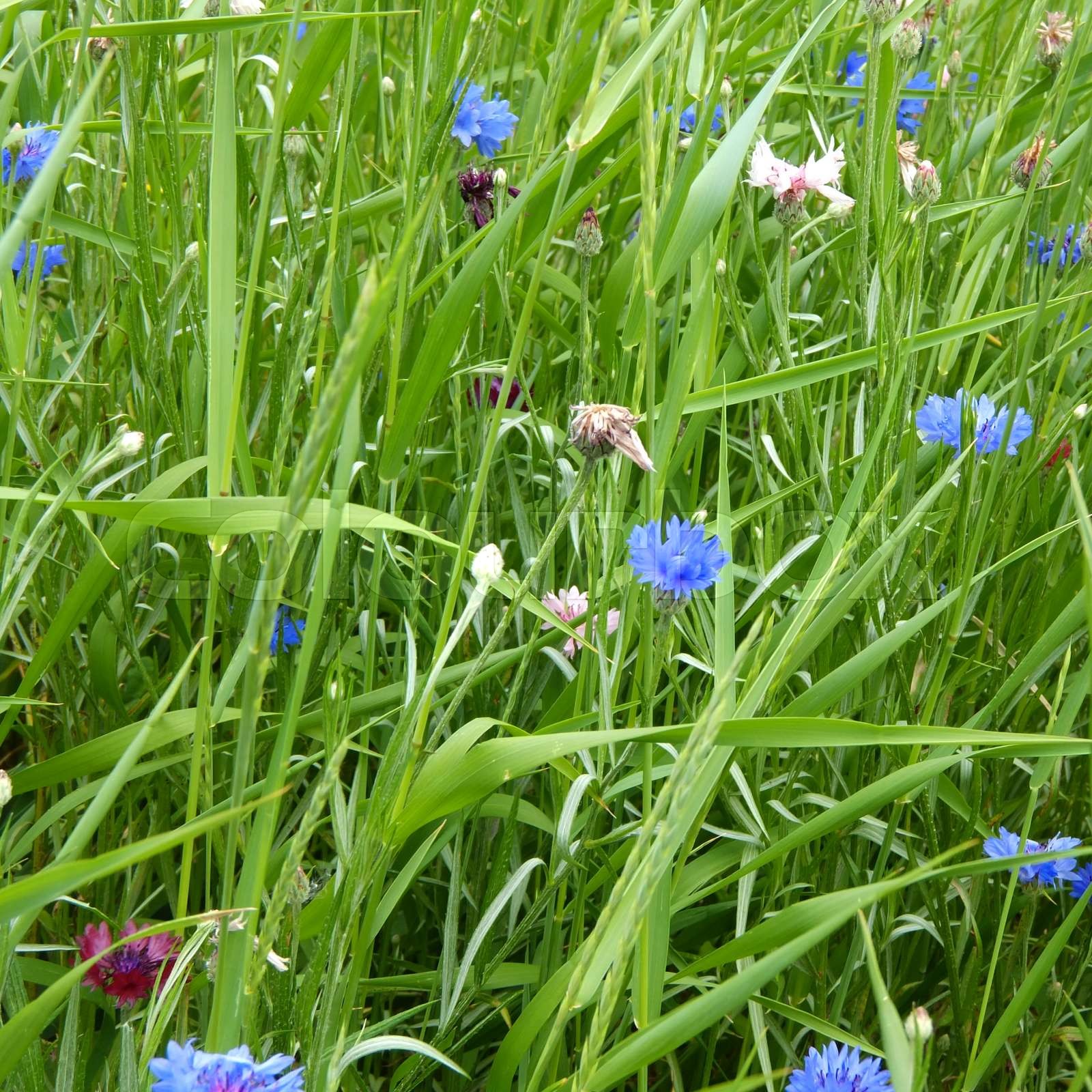 green meadow | Stock image | Colourbox