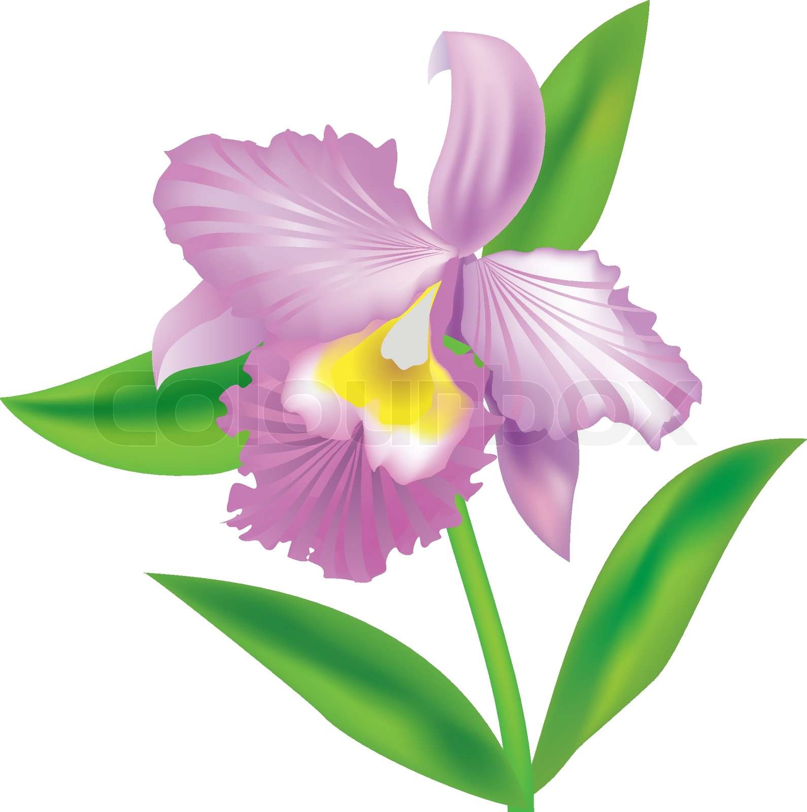 Vector orchid | Stock vector | Colourbox