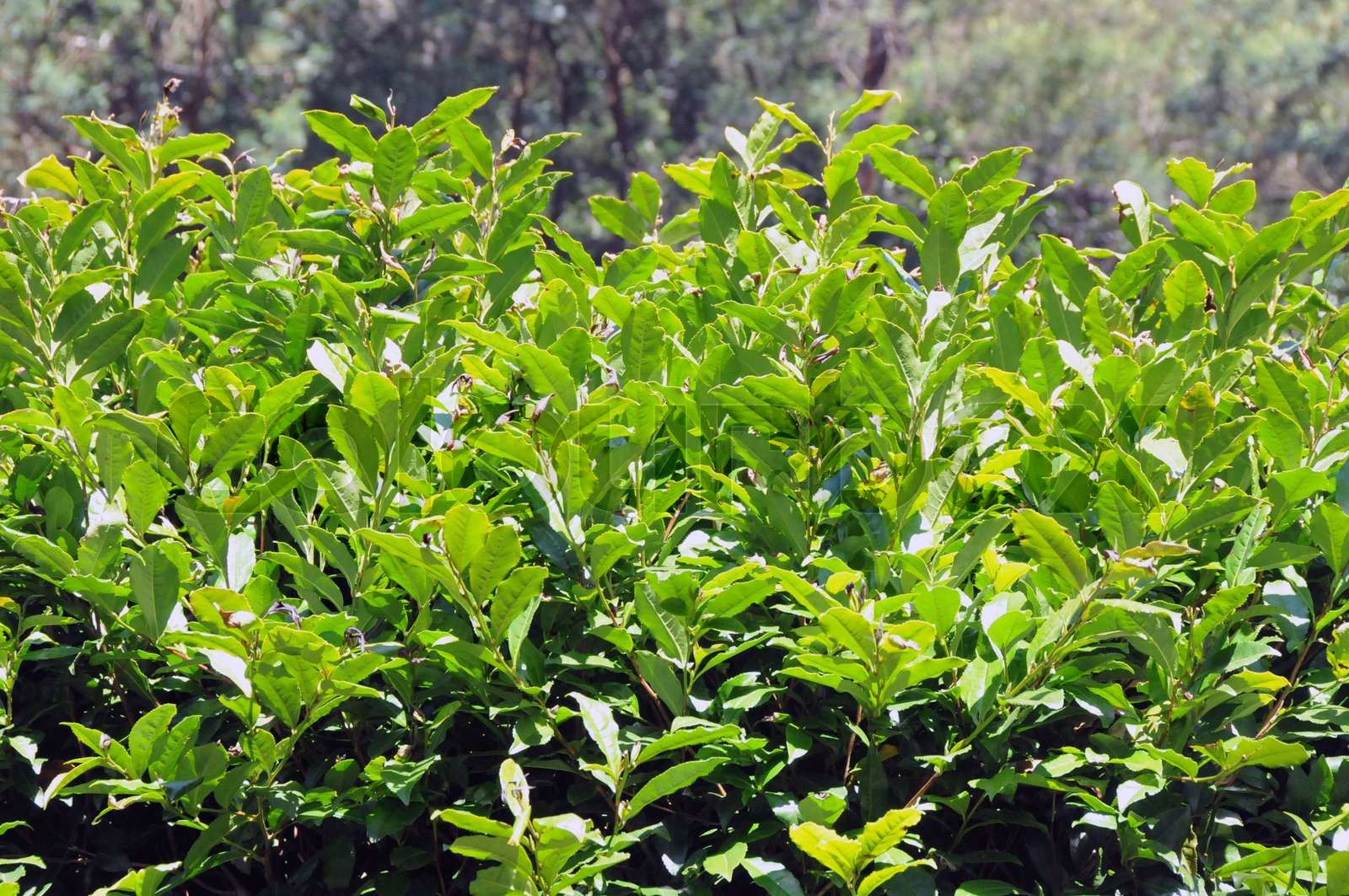 Organic Tea Crop | Stock image | Colourbox