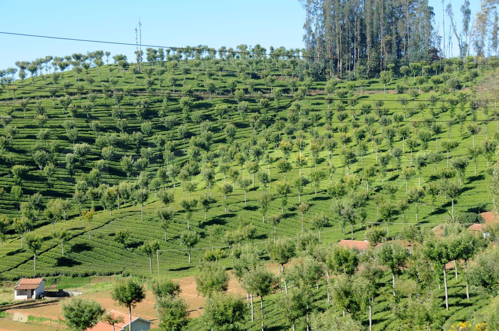 Tea Garden Ooty Stock Image Colourbox Tea Garden Ooty Stock Image Colourbox