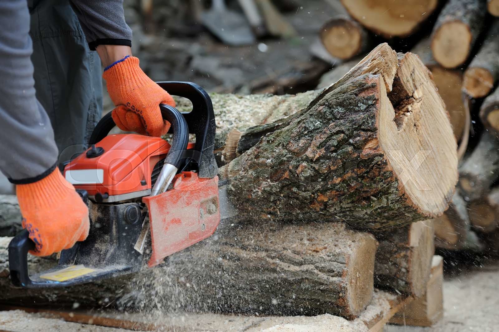 Chainsaw and tree | Stock image | Colourbox