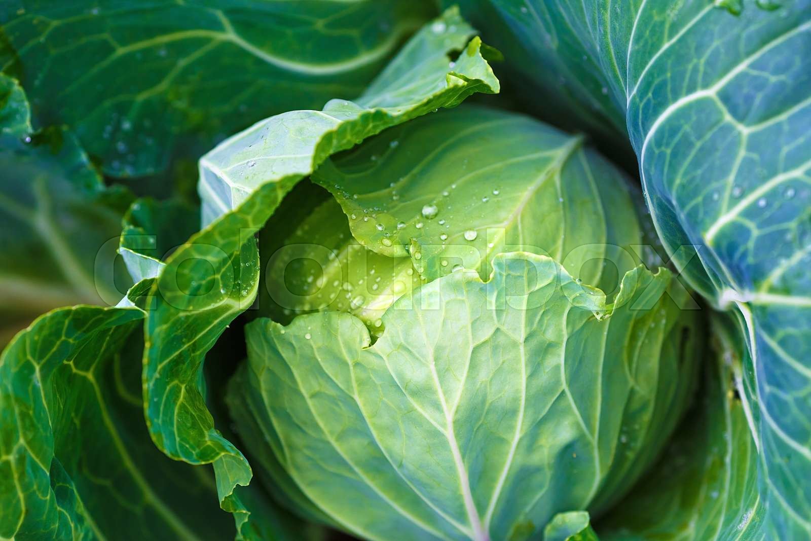 Fresh green cabbage | Stock image | Colourbox
