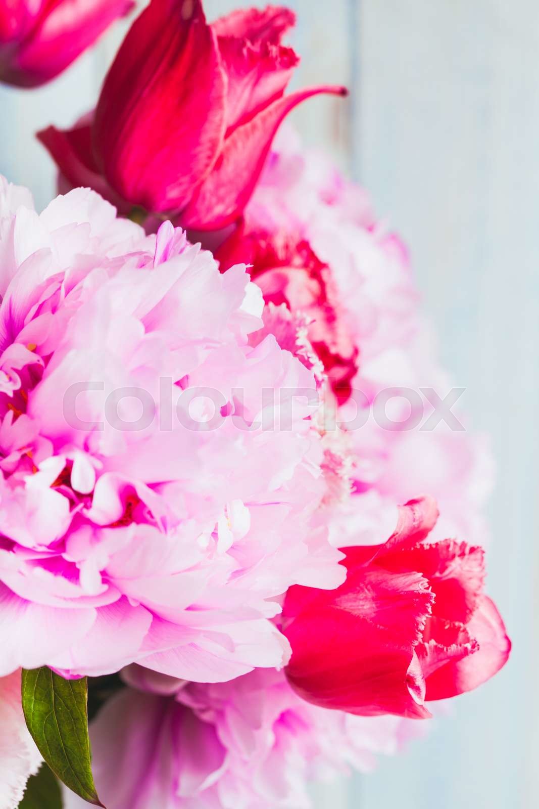 Peonies and tulips | Stock image | Colourbox
