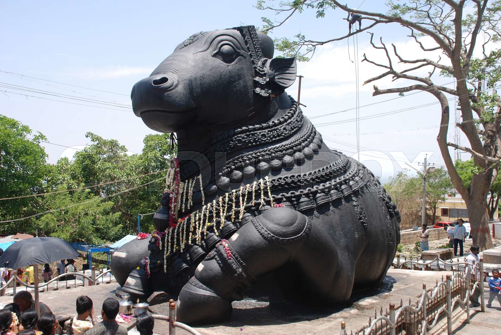 Nandi, Baby Bull | Stock image | Colourbox