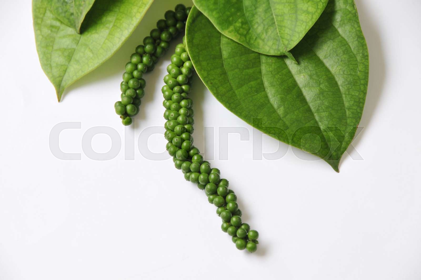 Green pepper | Stock image | Colourbox