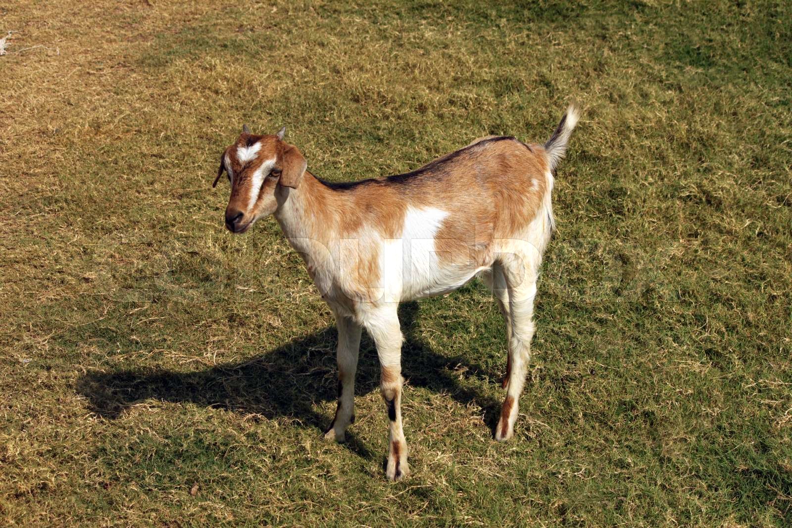 Indian Goat | Stock image | Colourbox