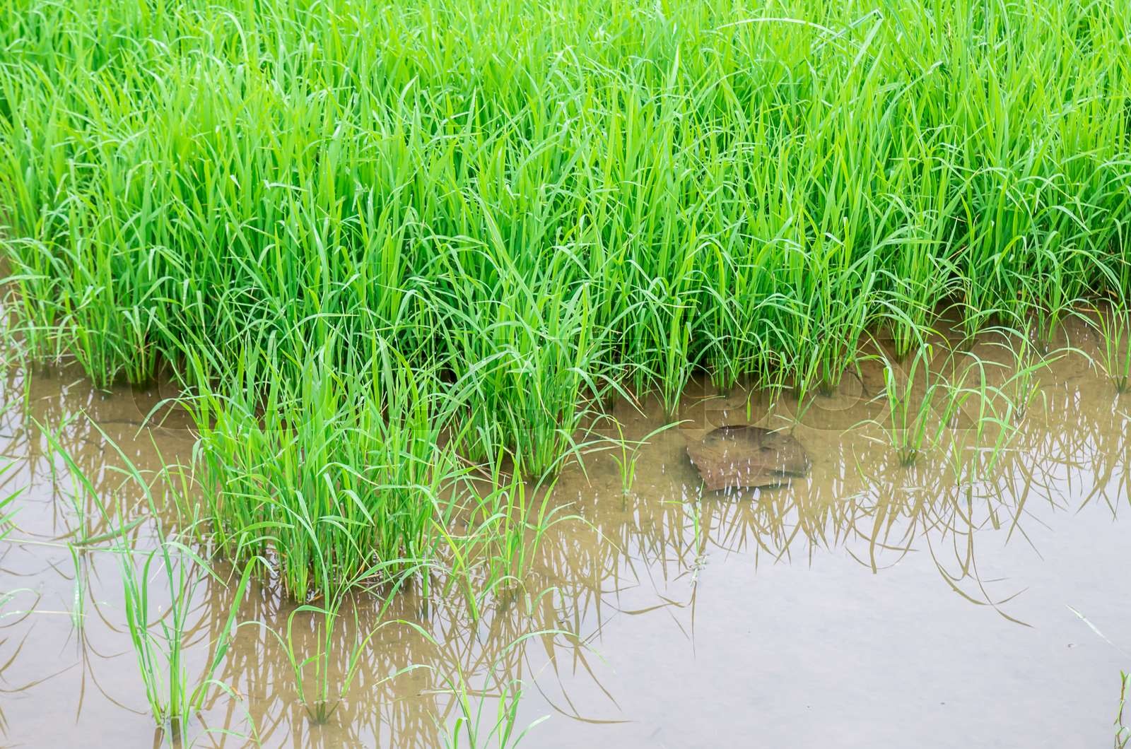 rice seedlings in paddy rice | Stock image | Colourbox