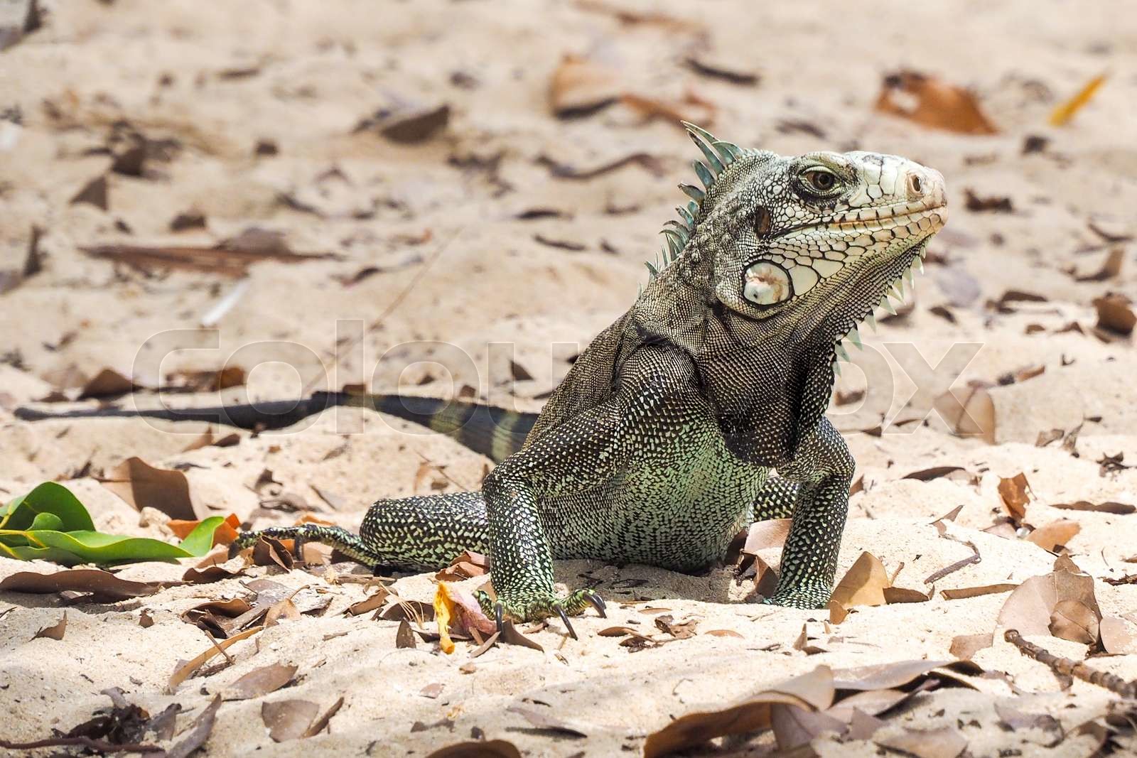 Adult iguana on a beach | Stock image | Colourbox