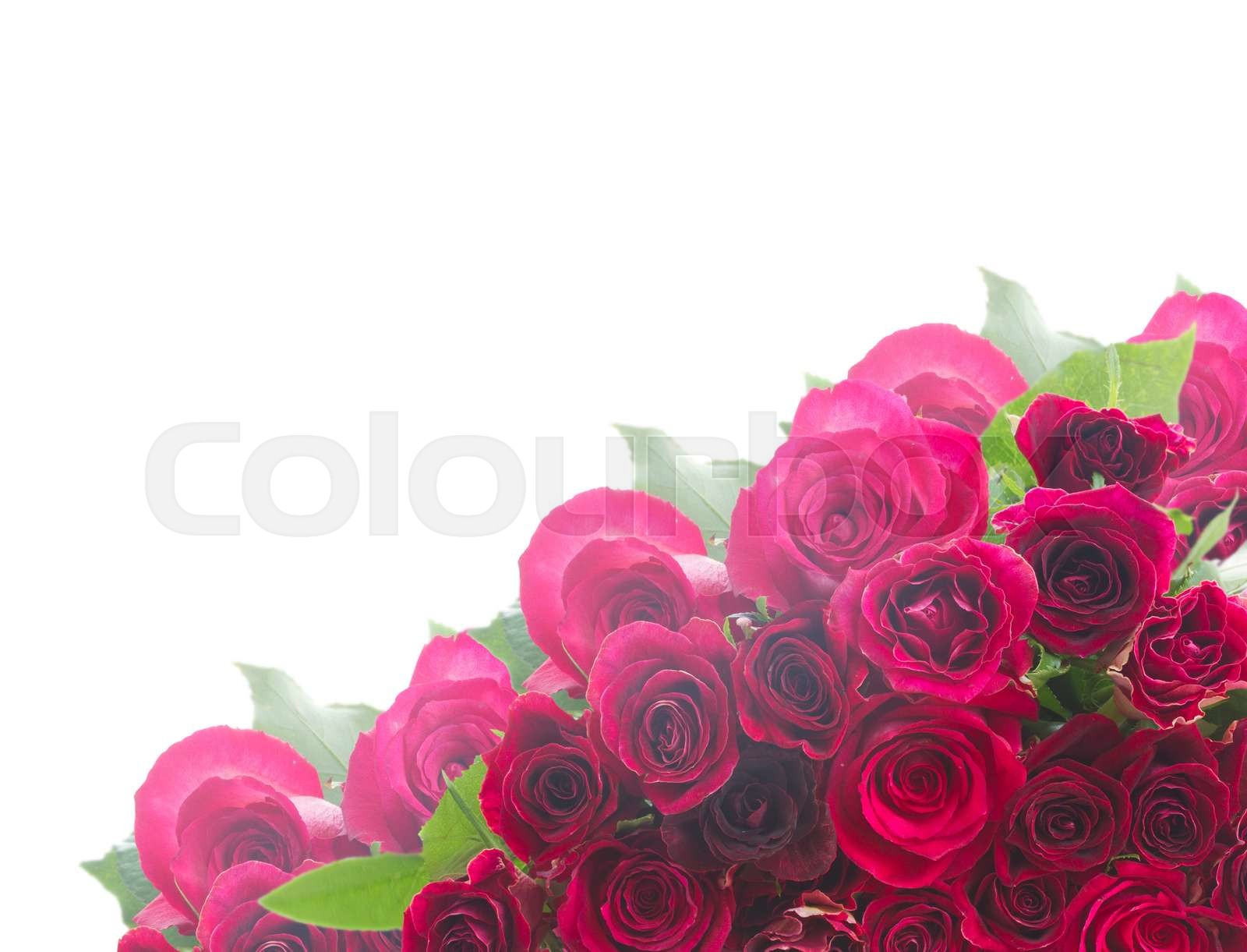 Border of red roses | Stock image | Colourbox