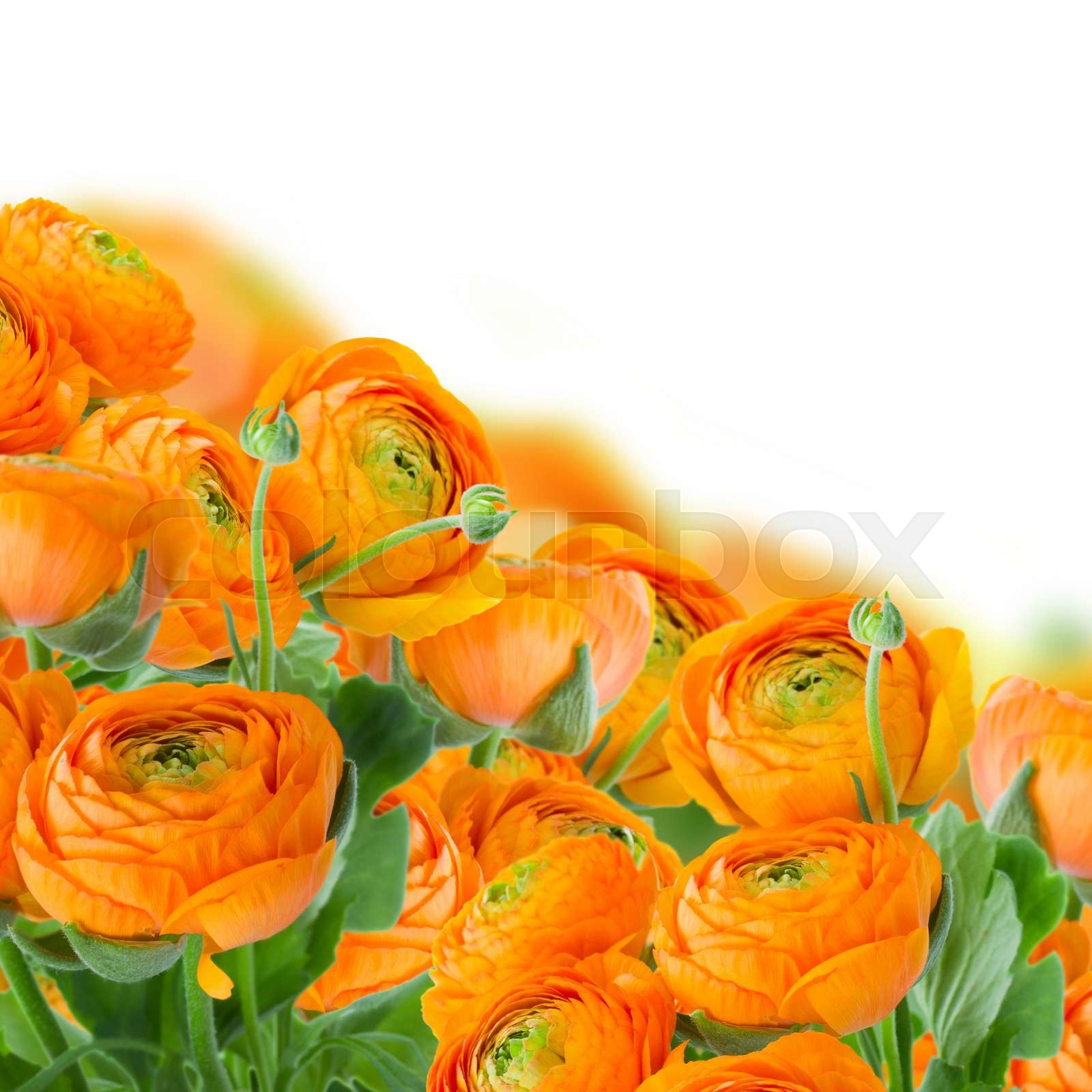 orange ranunculus flowers border | Stock image | Colourbox