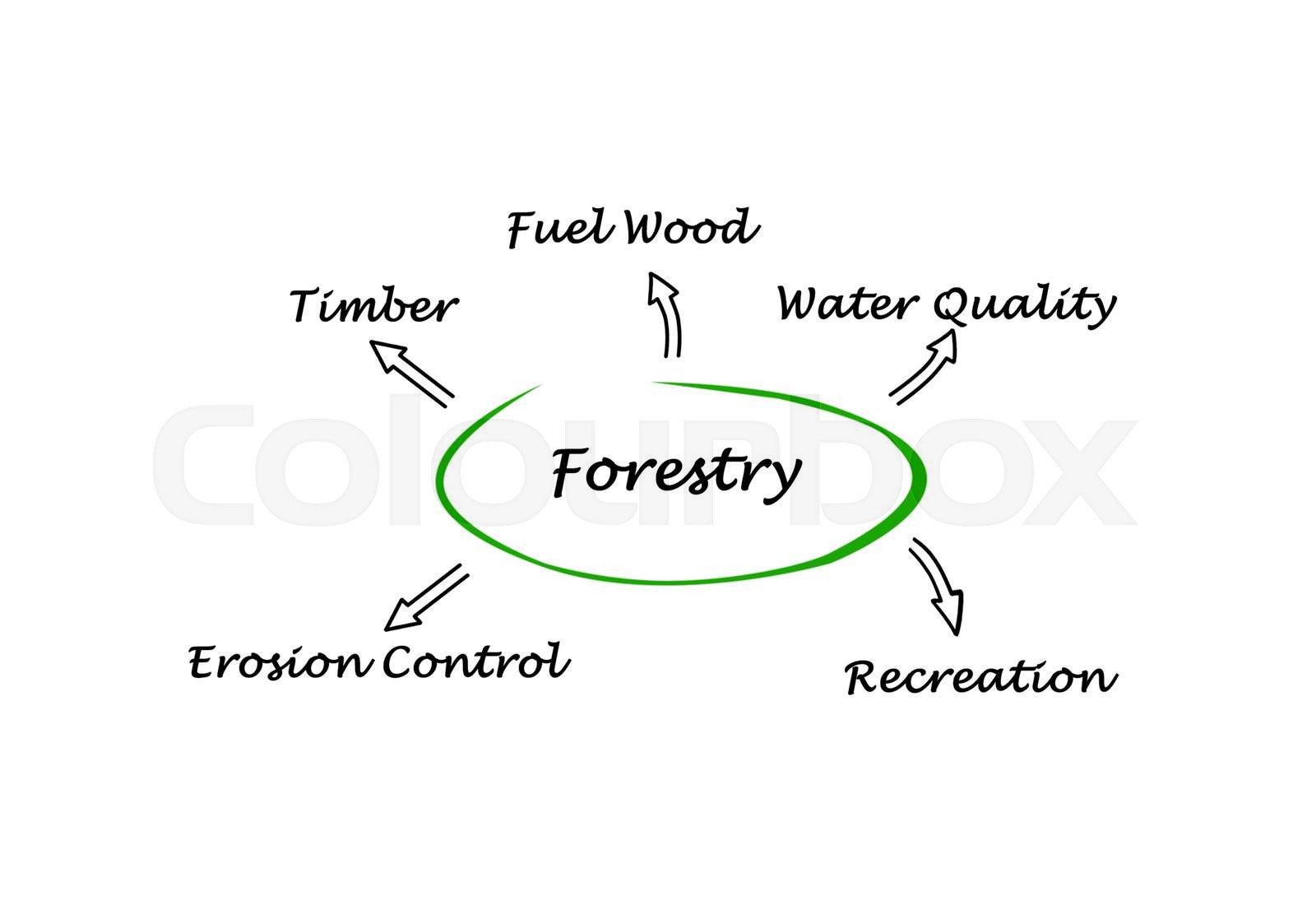 Diagram of Forestry | Stock image | Colourbox