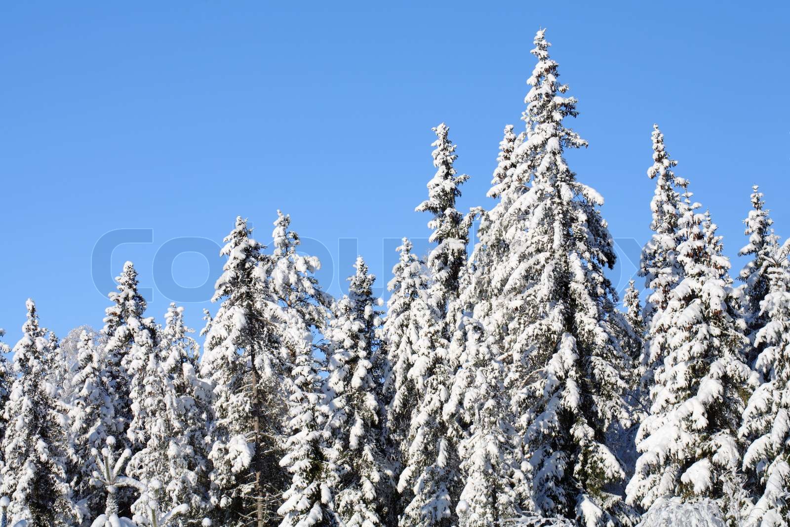 Einem Fichtenwald im Winter | Stock Bild | Colourbox