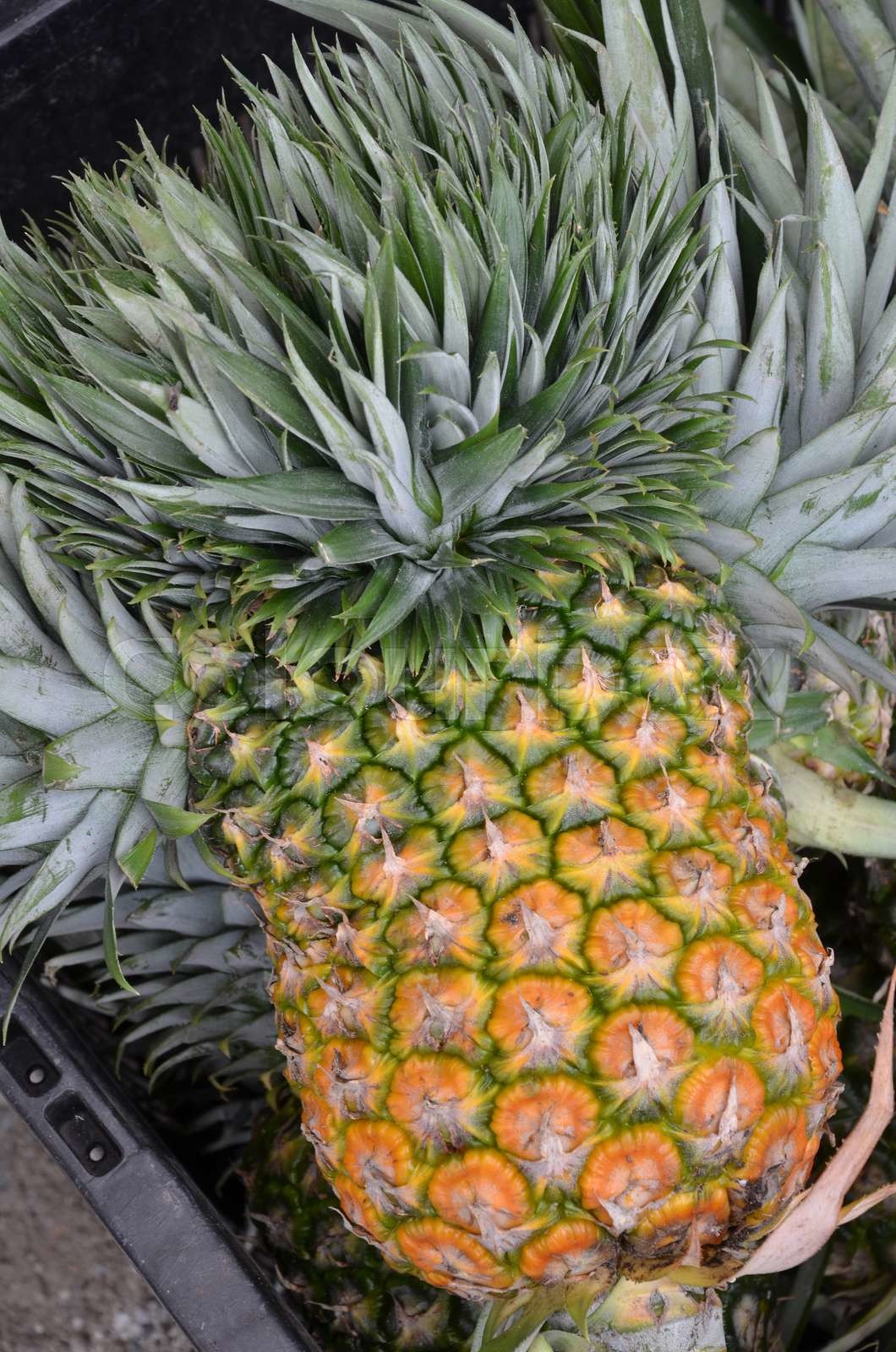 Pineapple tropical fruit | Stock image | Colourbox
