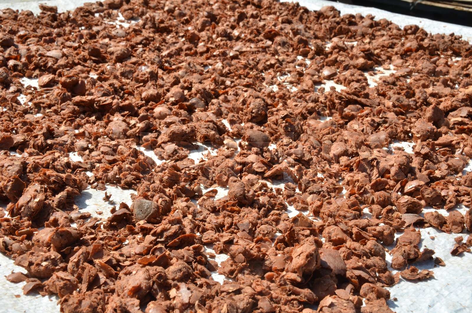 Nutmeg dry by the sun | Stock image | Colourbox