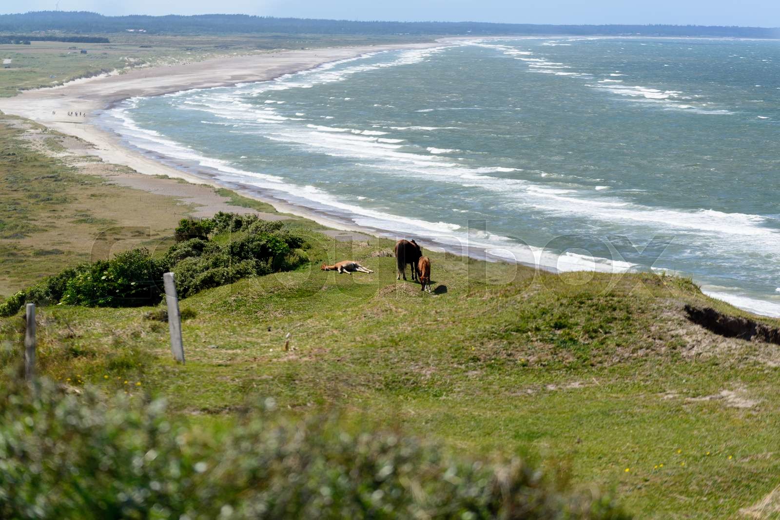 nordjysk strand med klinter græsmarker og heste. | Stock foto | Colourbox