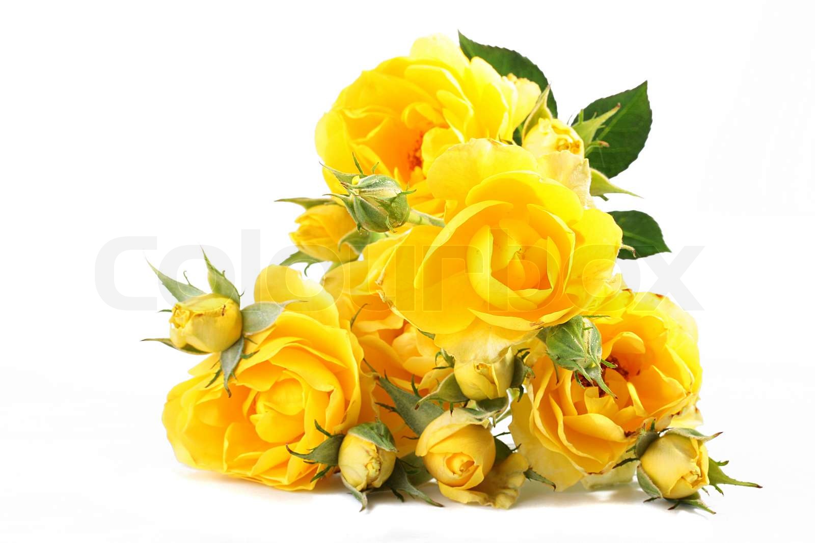 Gule roser med ikke afskediget knopper på en hvid baggrund. | Stock ...