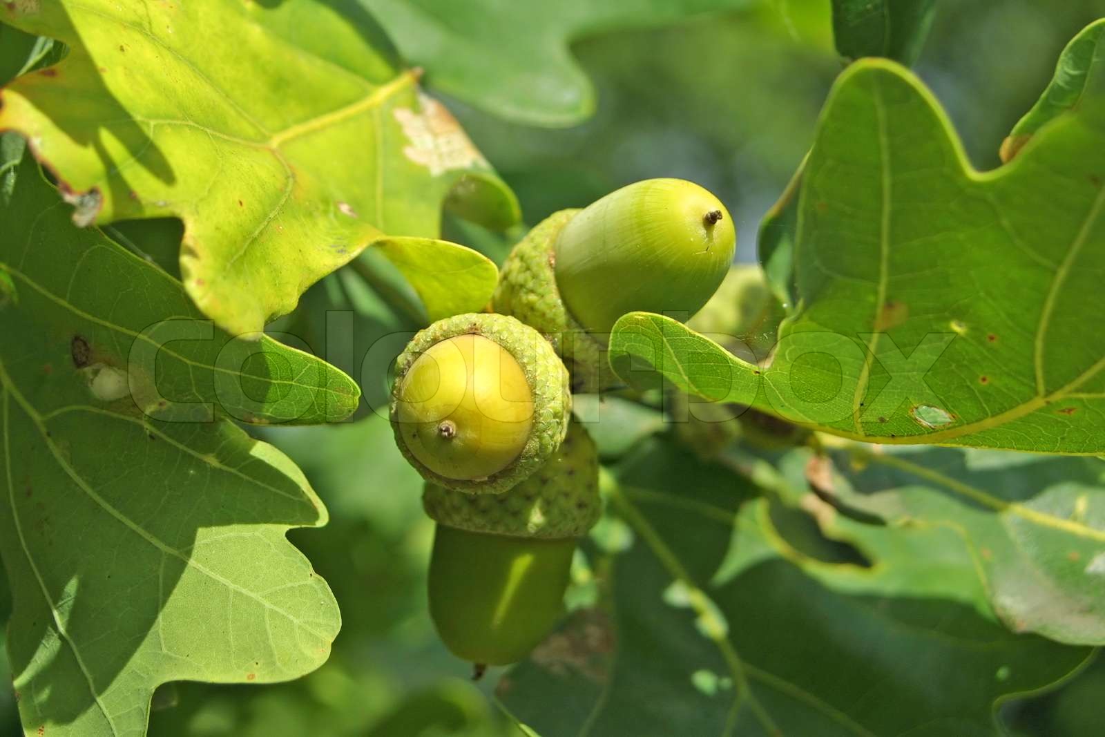 Close-up Eicheln auf der Eiche | Stock Bild | Colourbox