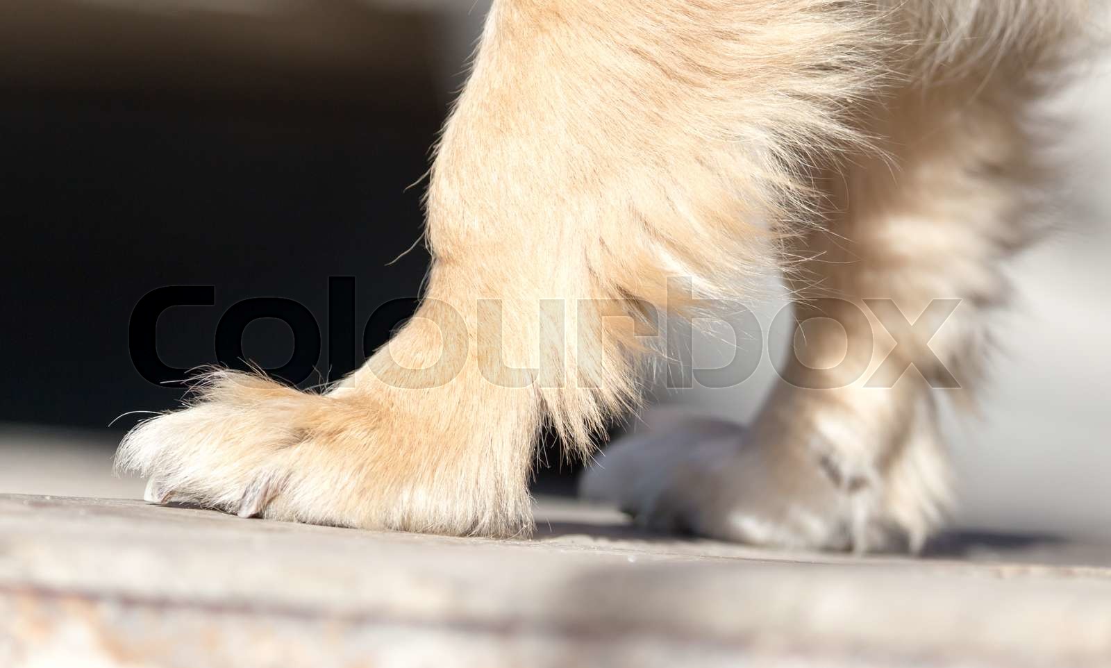 paw dog on the nature | Stock image | Colourbox