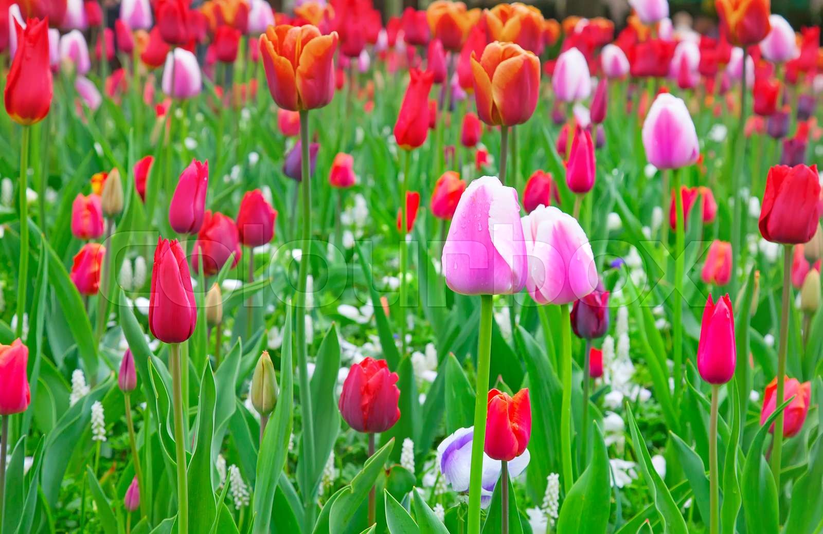 Tulips | Stock image | Colourbox