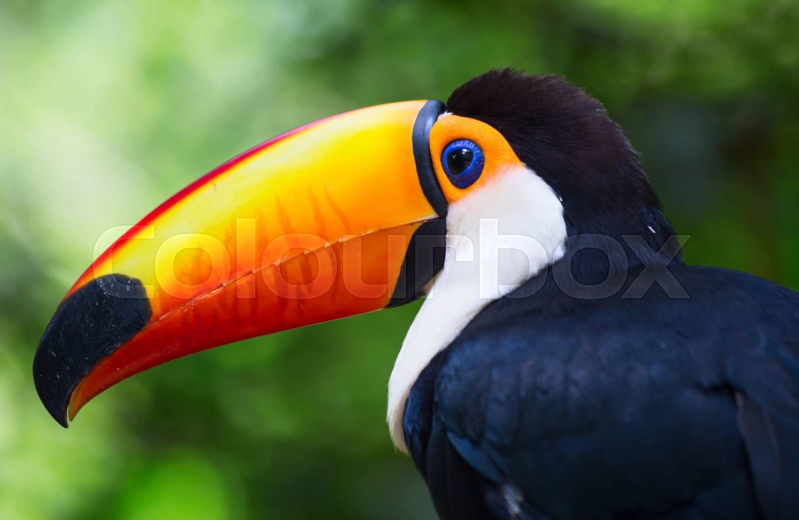 Colorful tucan | Stock image | Colourbox