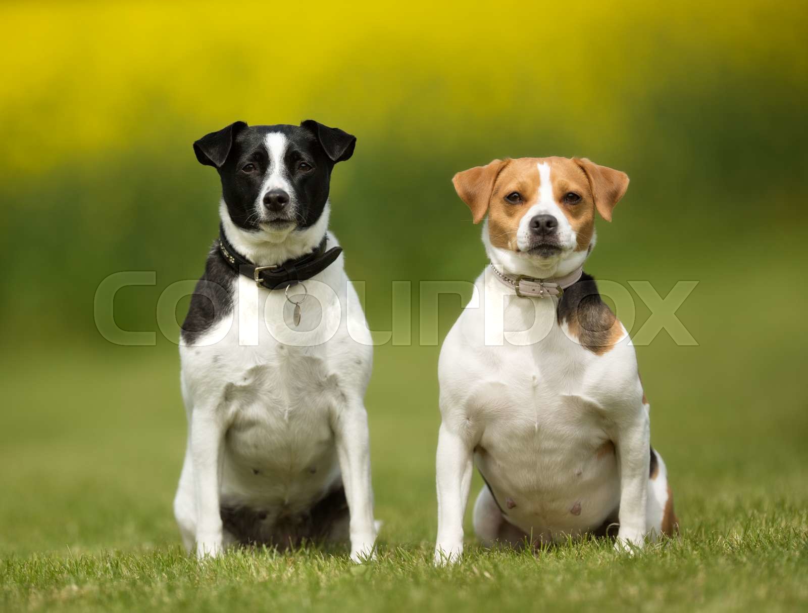 Two Danish Swedish farm dogs outdoors in nature | Stock image | Colourbox