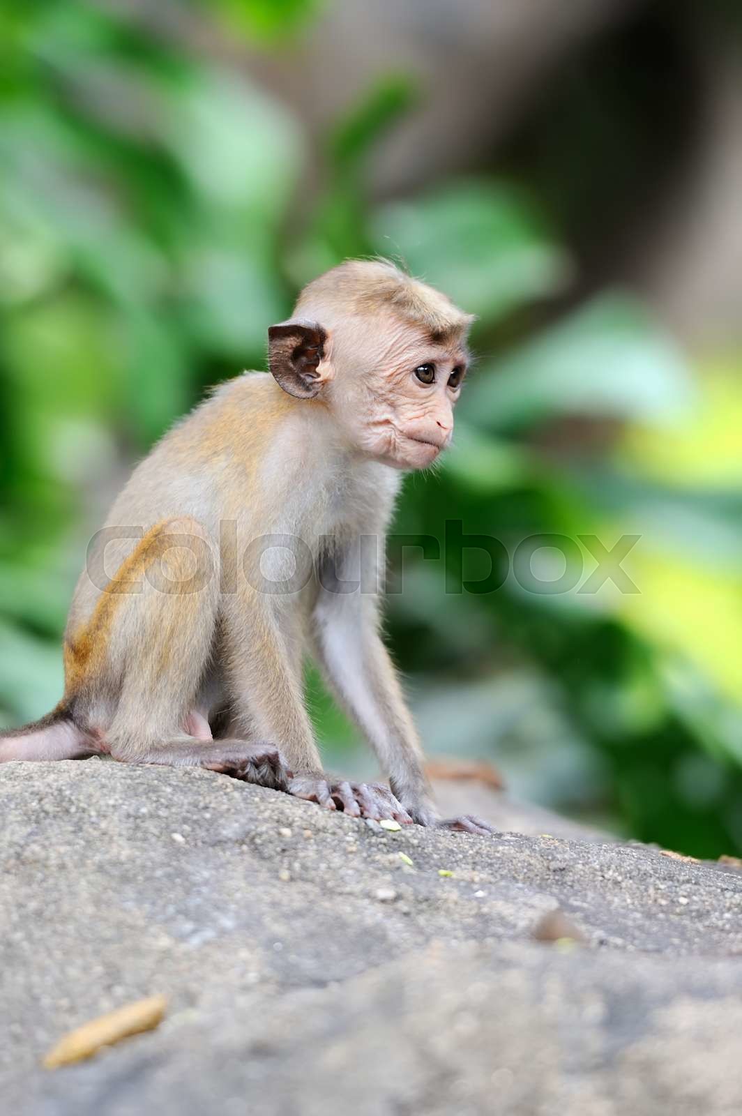 Monkey in the living nature | Stock image | Colourbox