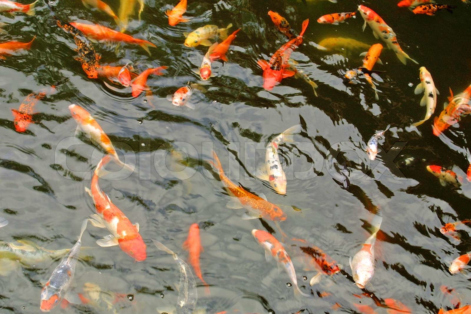 School of kæmpe guldfisk i en pulje | Stock foto | Colourbox