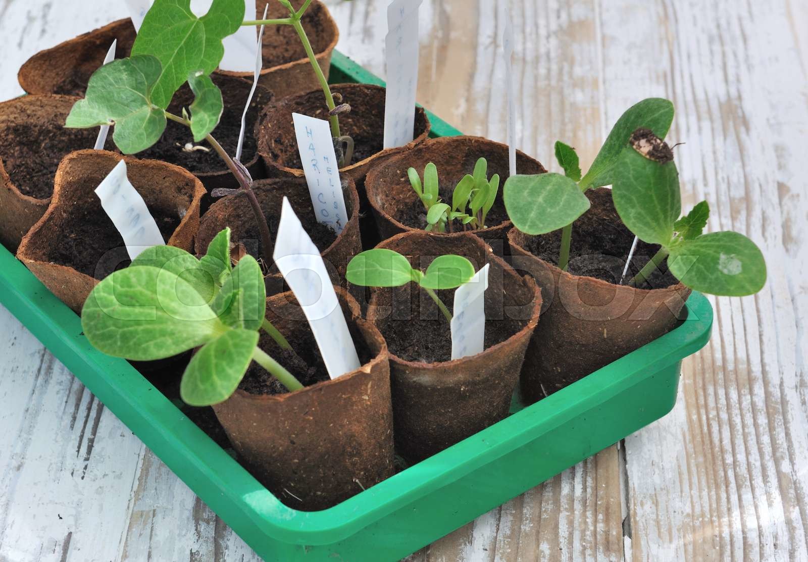 vegetable seedlings | Stock image | Colourbox