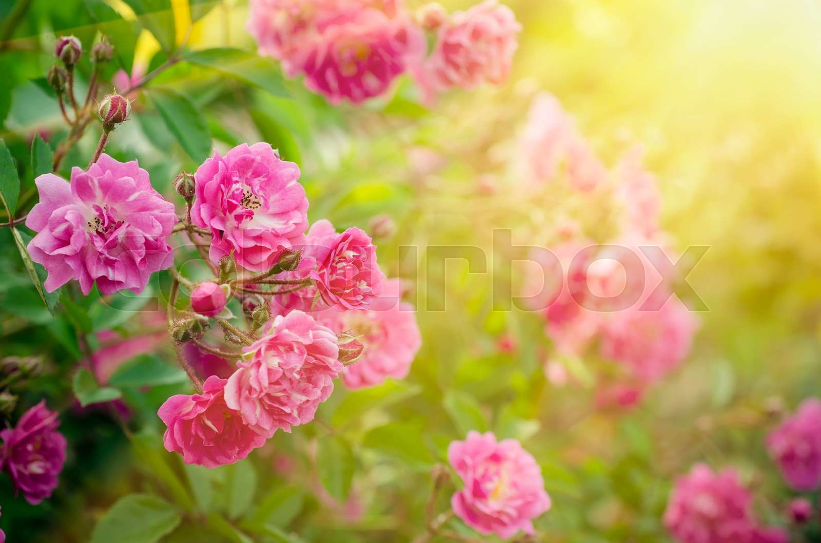 Pink sunny rose | Stock image | Colourbox