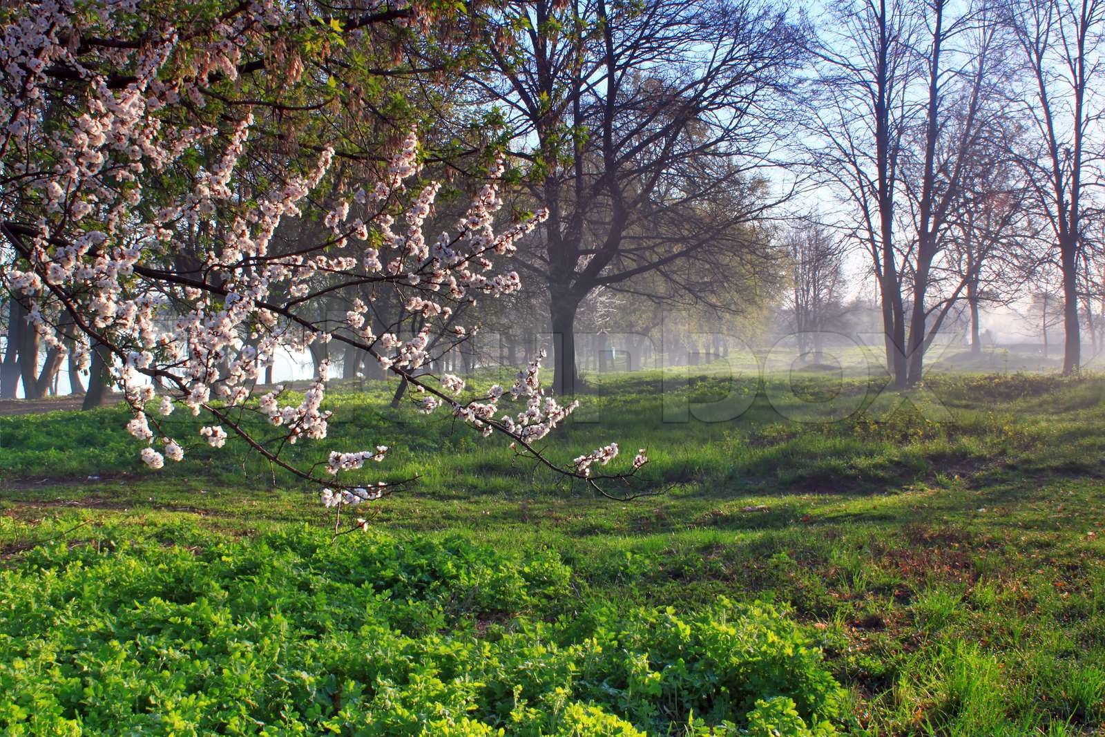 Misty forest at dawn in spring | Stock image | Colourbox