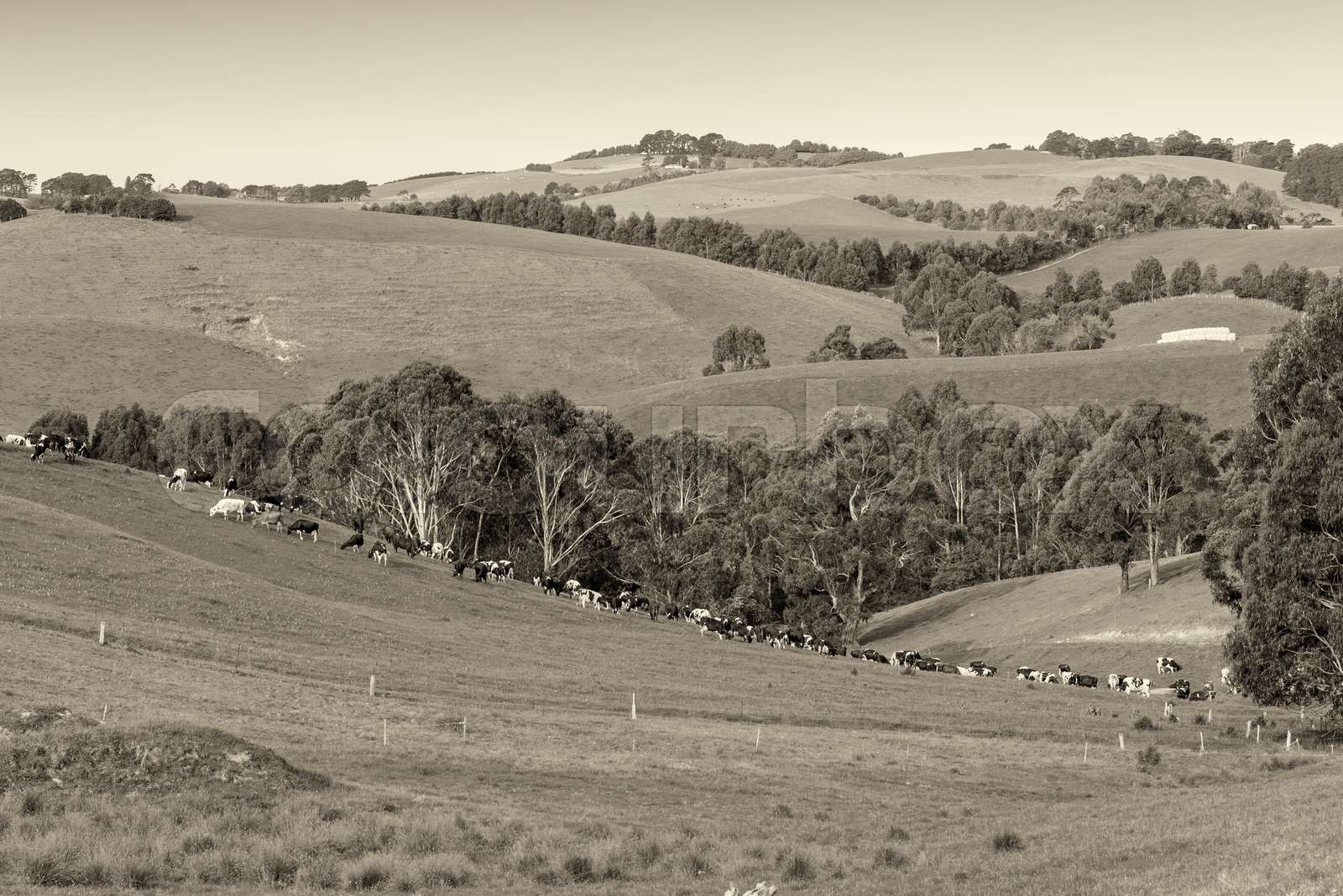 Countryside of Southern Victoria, Australia | Stock image | Colourbox