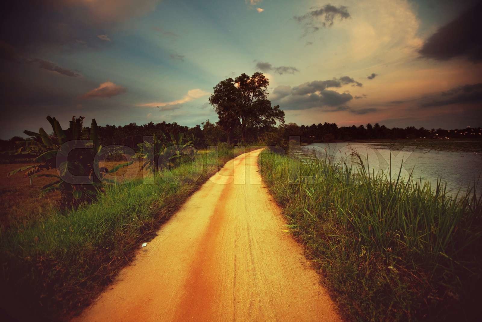 Road in jungle | Stock image | Colourbox