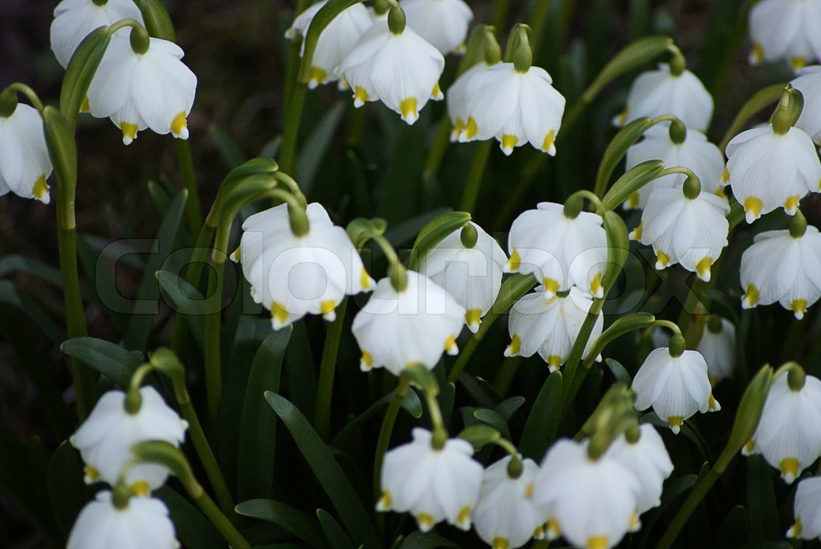 White bell flowers. | Stock image | Colourbox