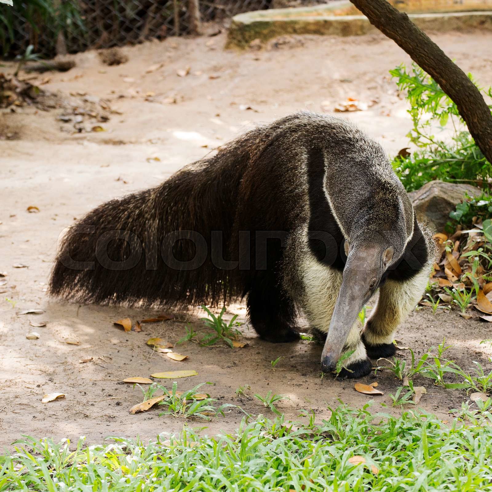 giant ant eater | Stock image | Colourbox