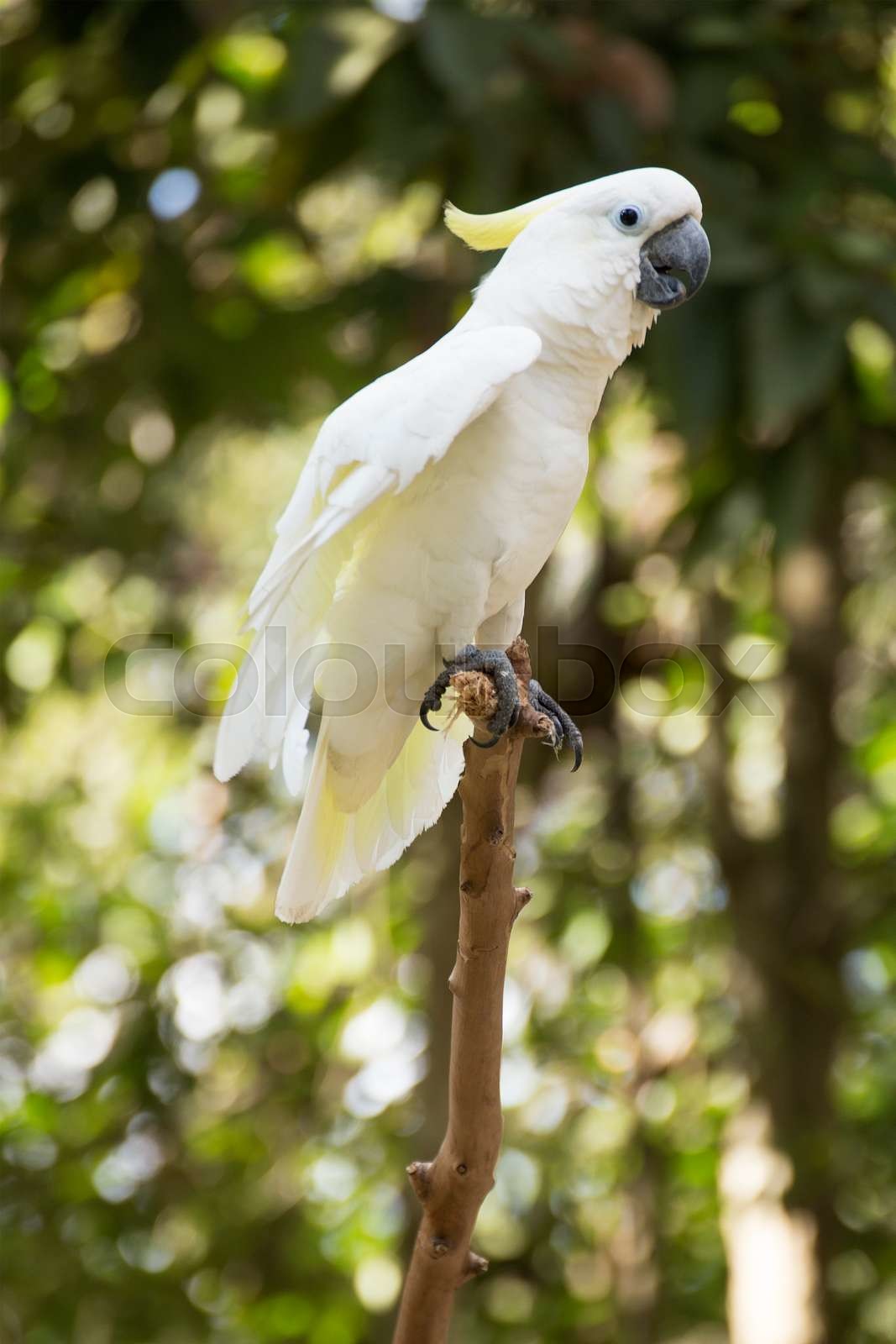 White Cockatoo | Stock image | Colourbox