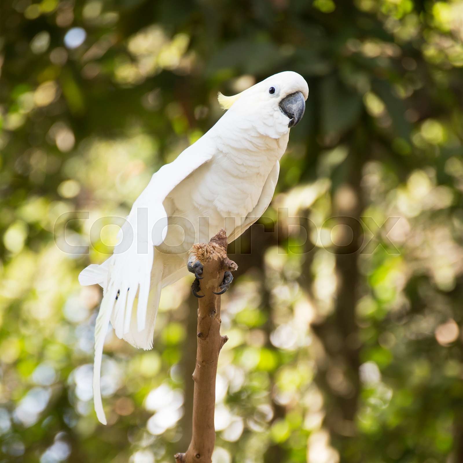 White Cockatoo | Stock image | Colourbox