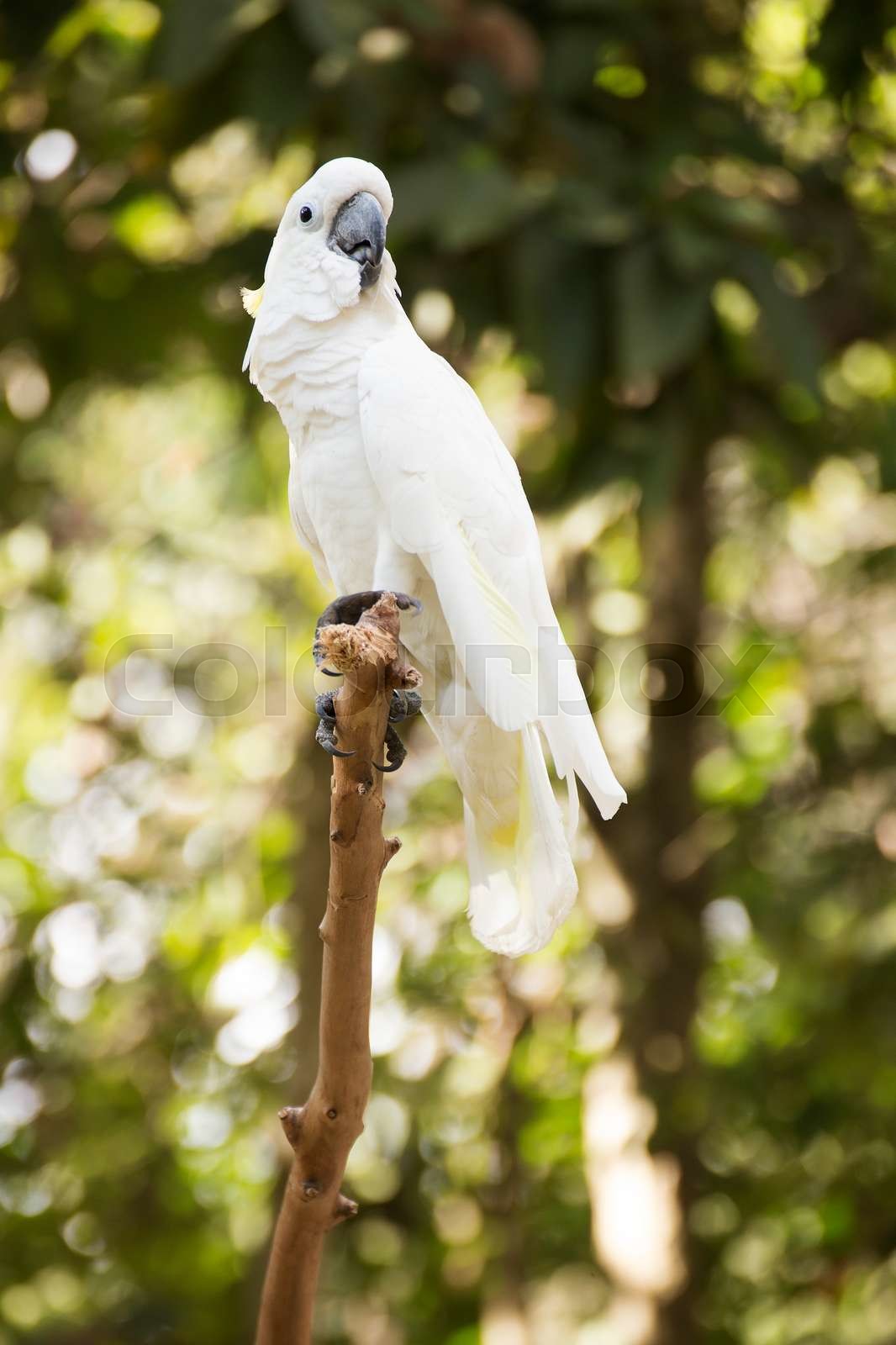 White Cockatoo | Stock image | Colourbox