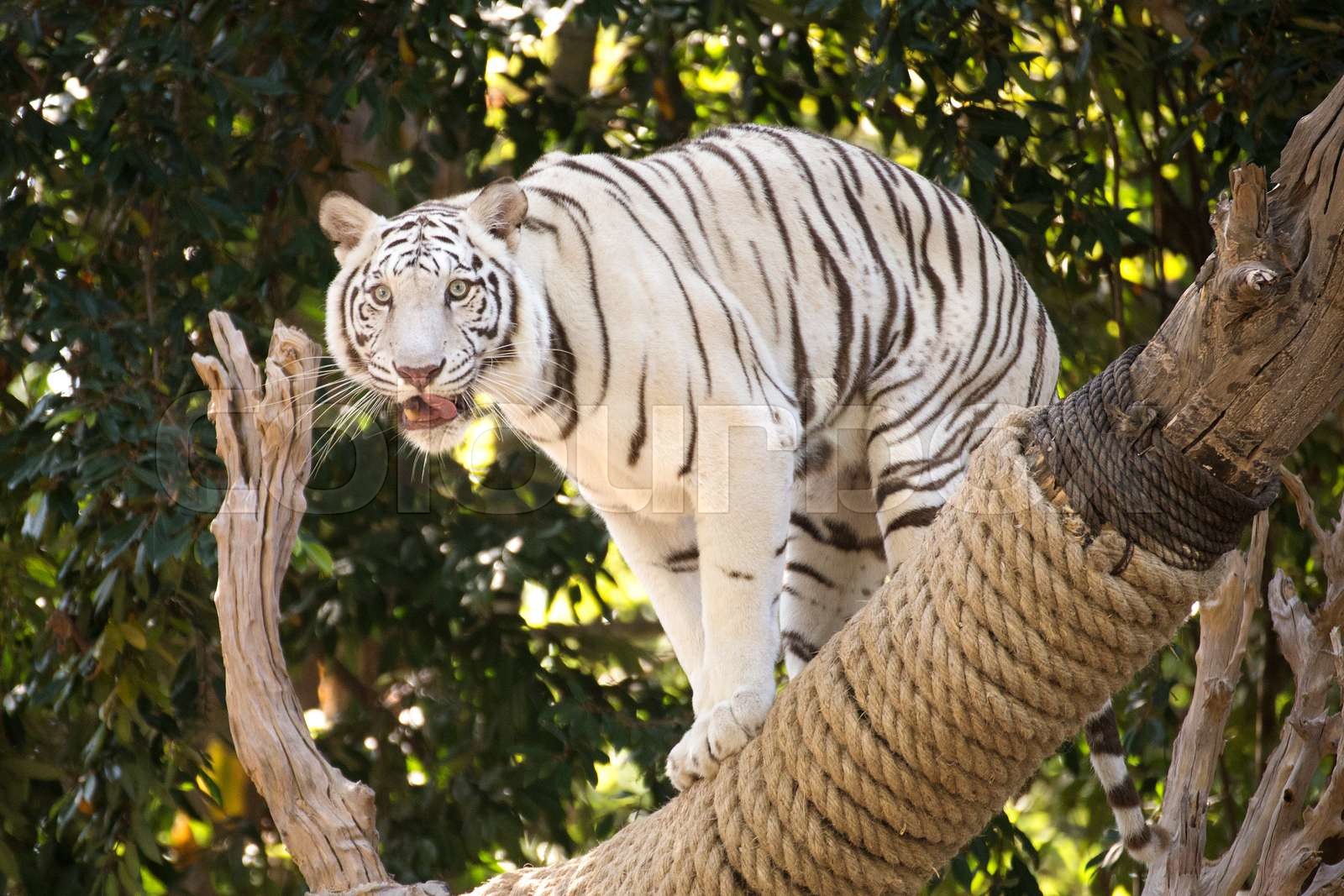 The White Tiger on the tree | Stock image | Colourbox