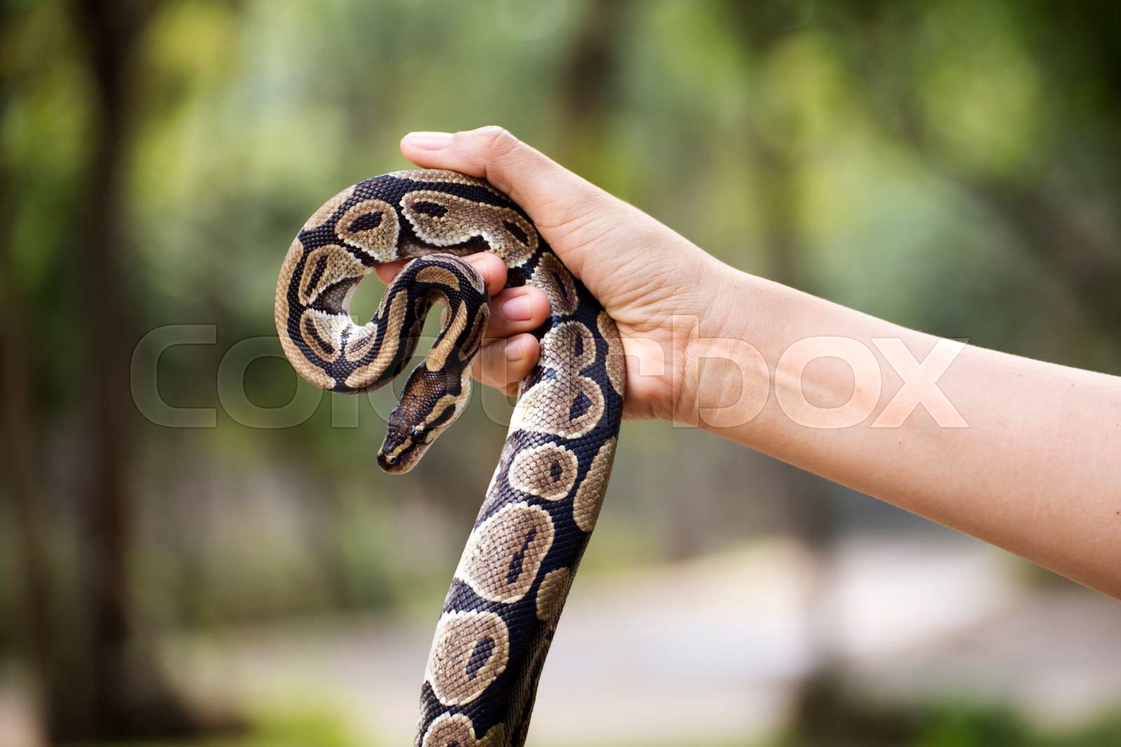 snake in the hands of man | Stock image | Colourbox