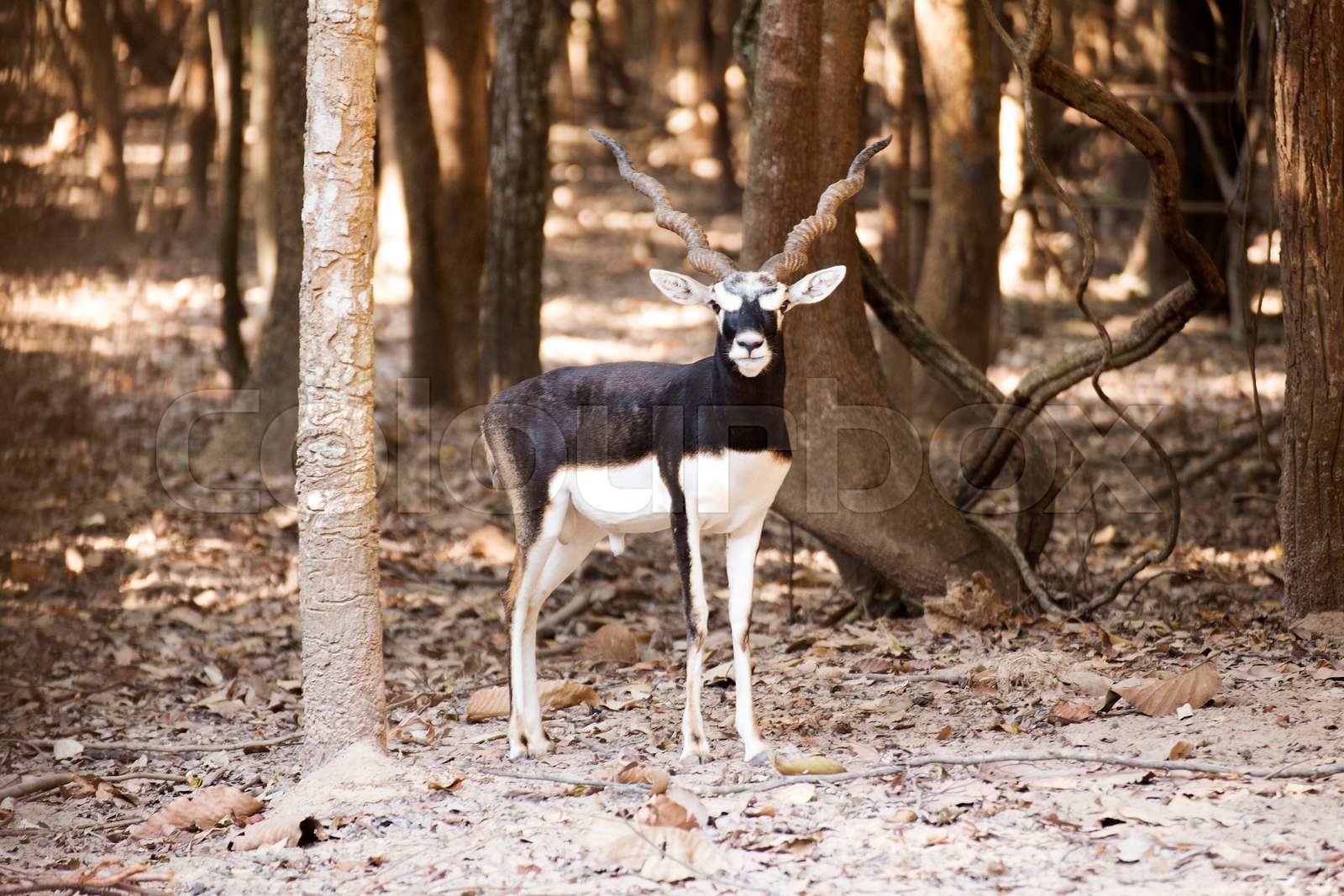 Black buck | Stock image | Colourbox