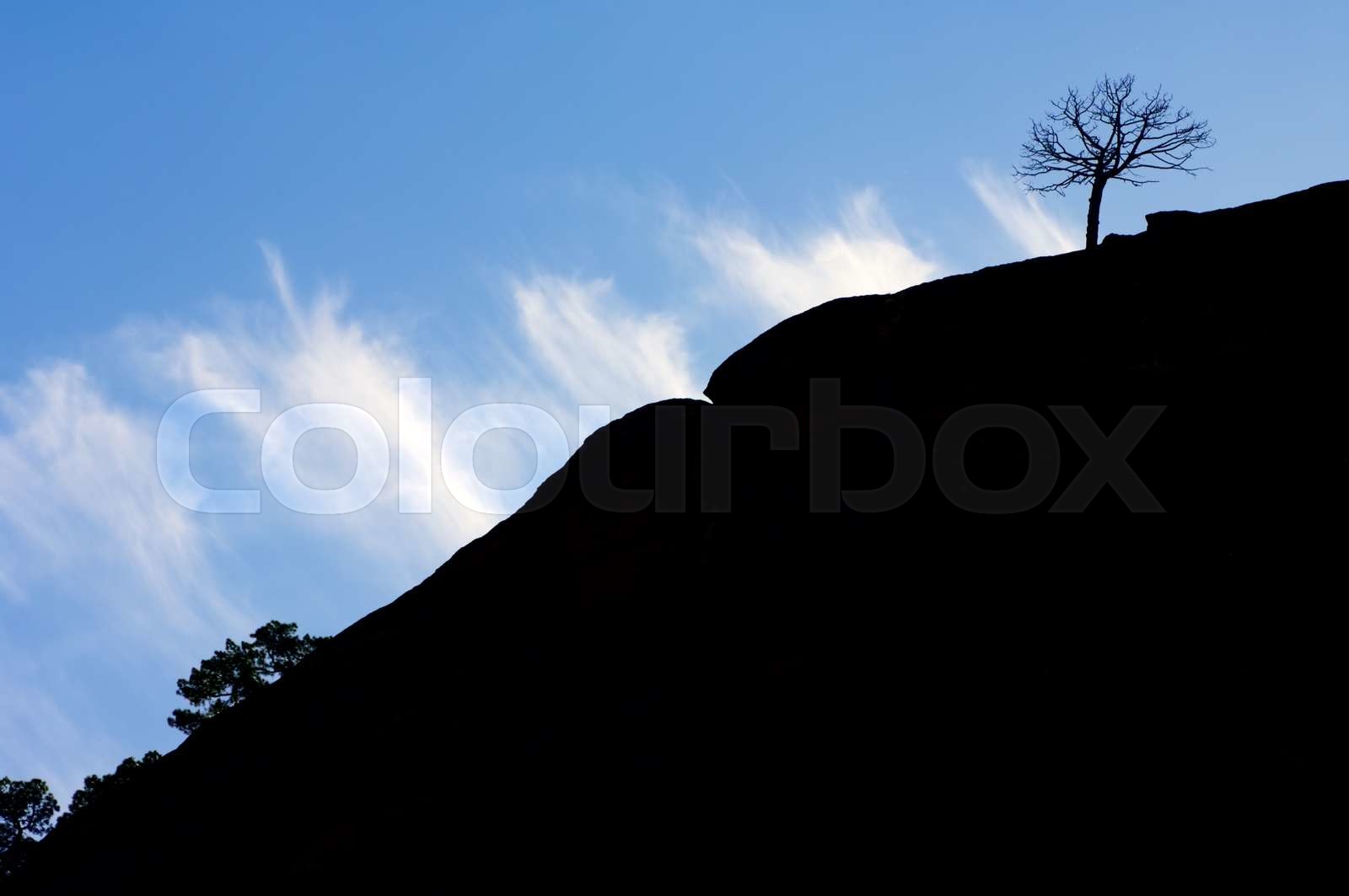 Profile tree | Stock image | Colourbox