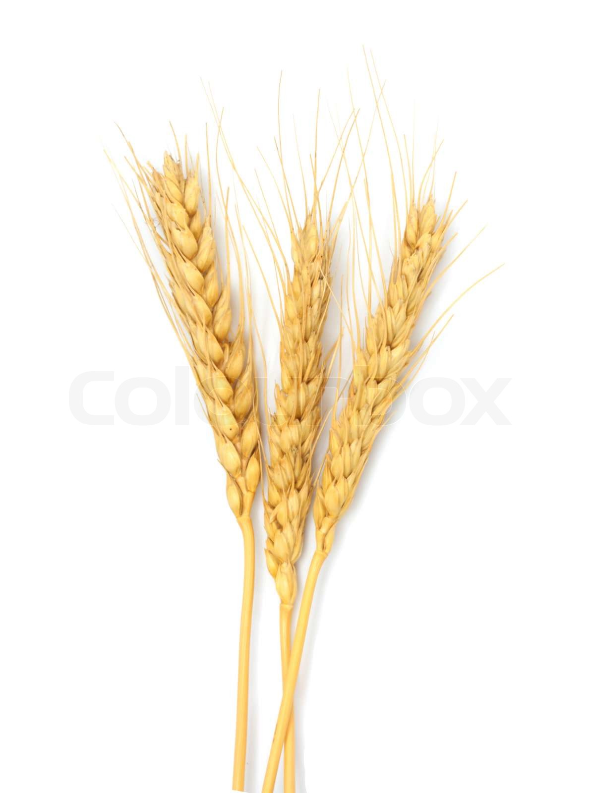 Garbe von getrockneten Ähren isoliert auf weiß | Stock Bild | Colourbox