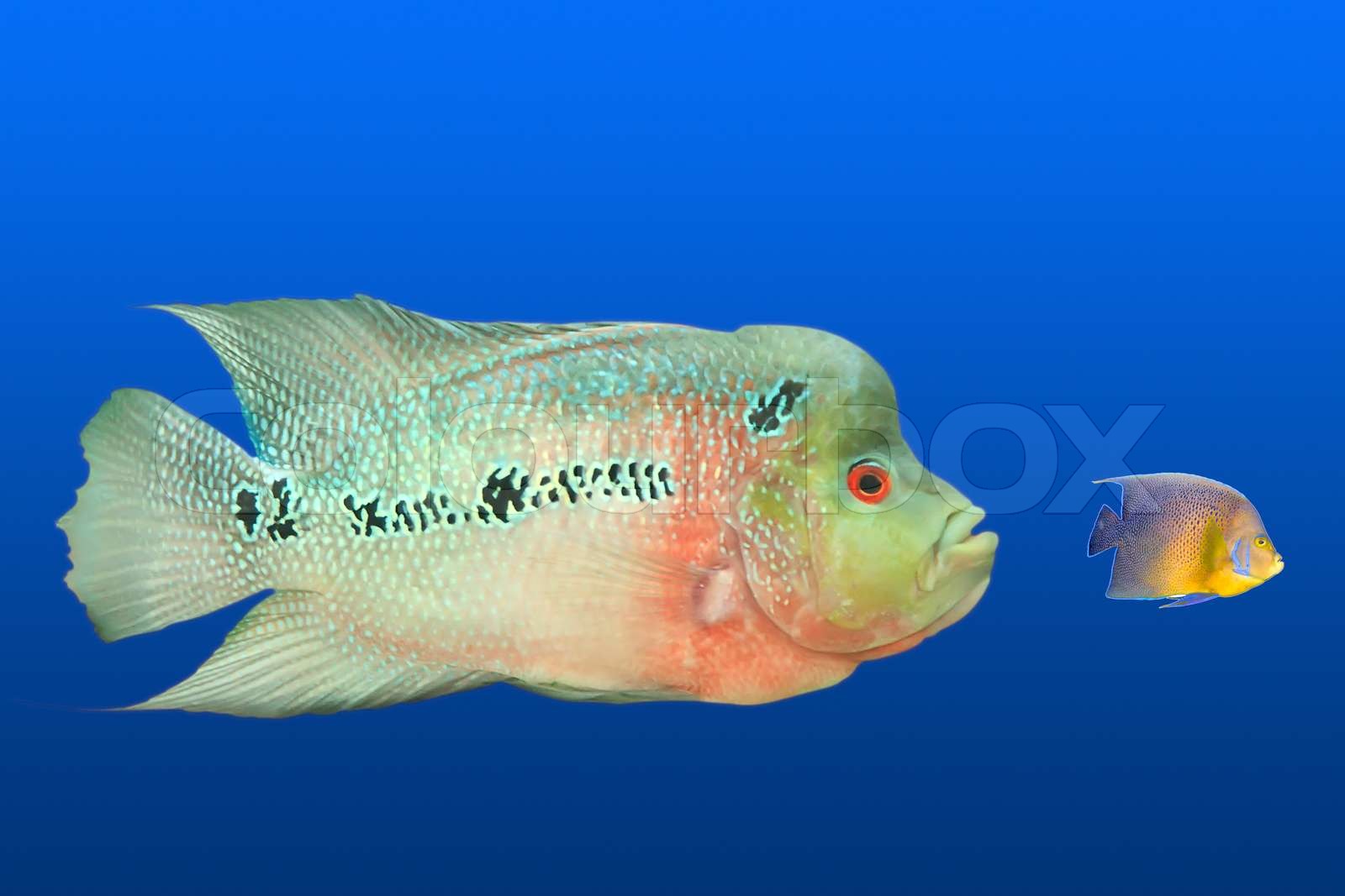 Big fish chasing small fish | Stock image | Colourbox