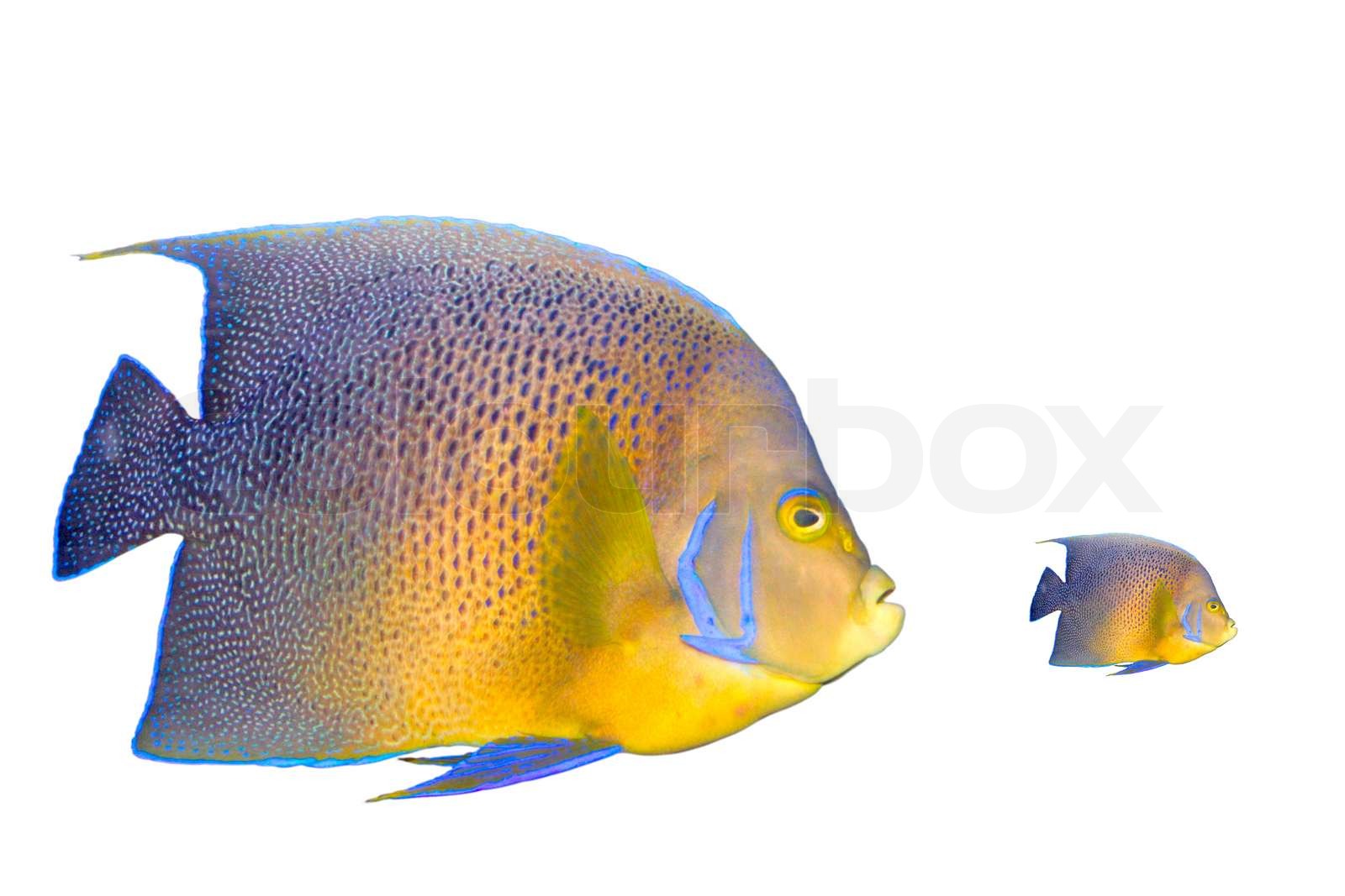 Big fish chasing small fish | Stock image | Colourbox