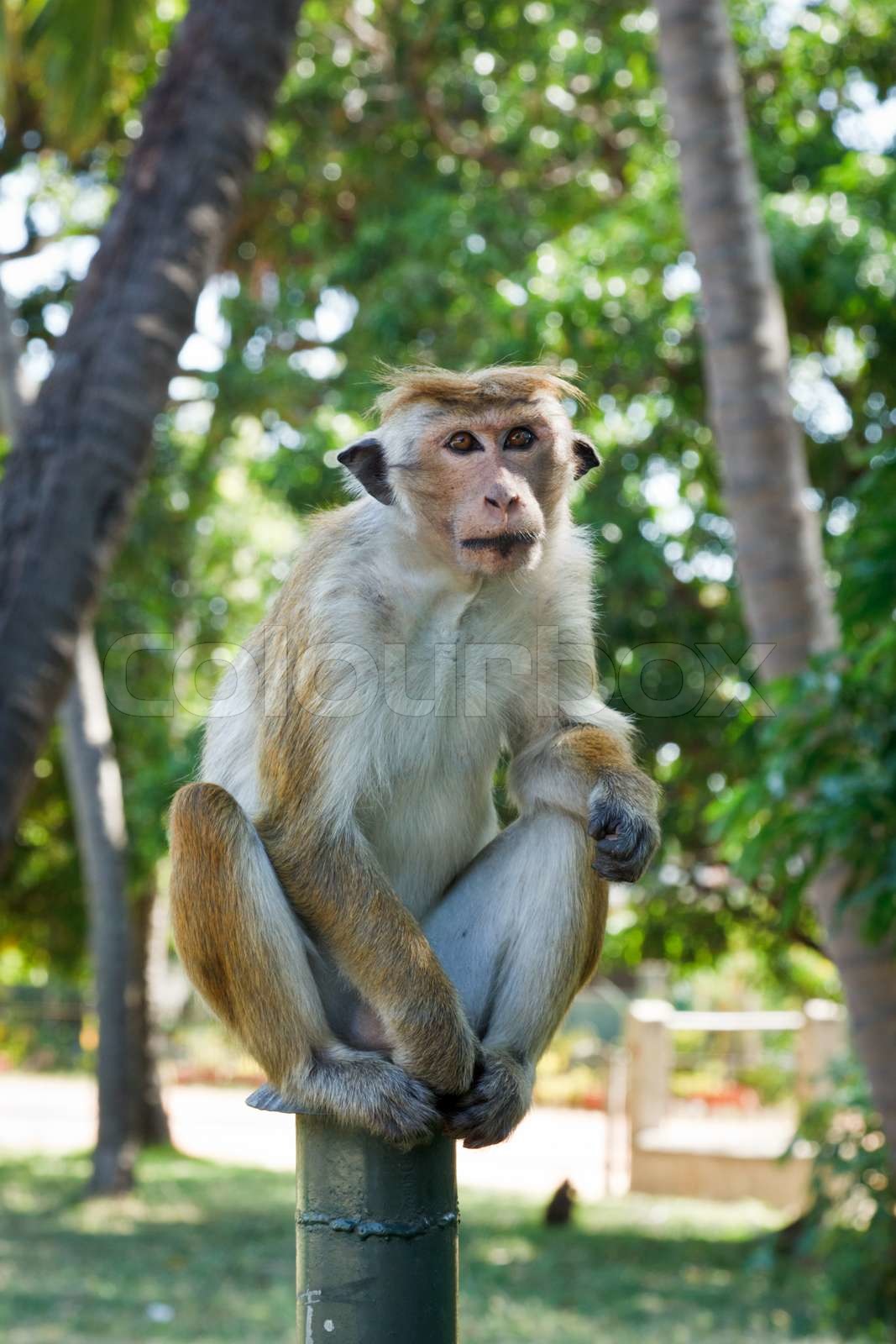 Monkey - long tailed macaque. Sri Lanka | Stock image | Colourbox