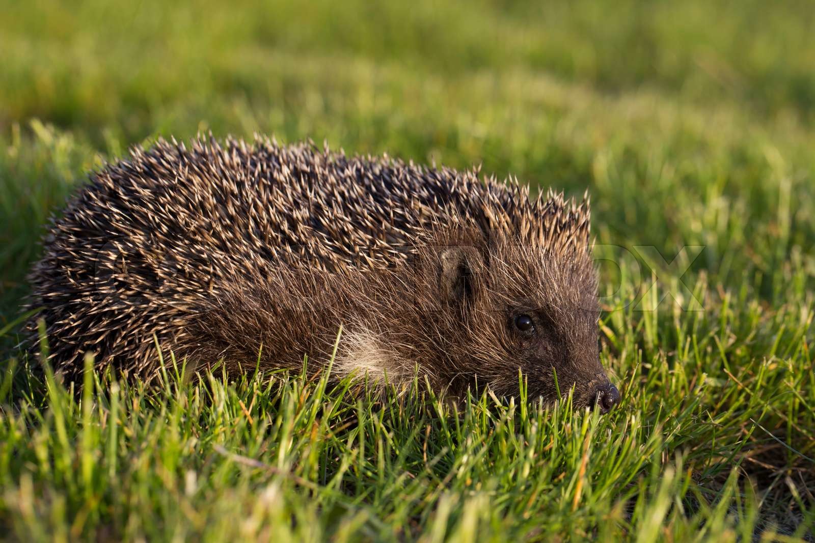 igel, erwachsen, tier | Stock Bild | Colourbox