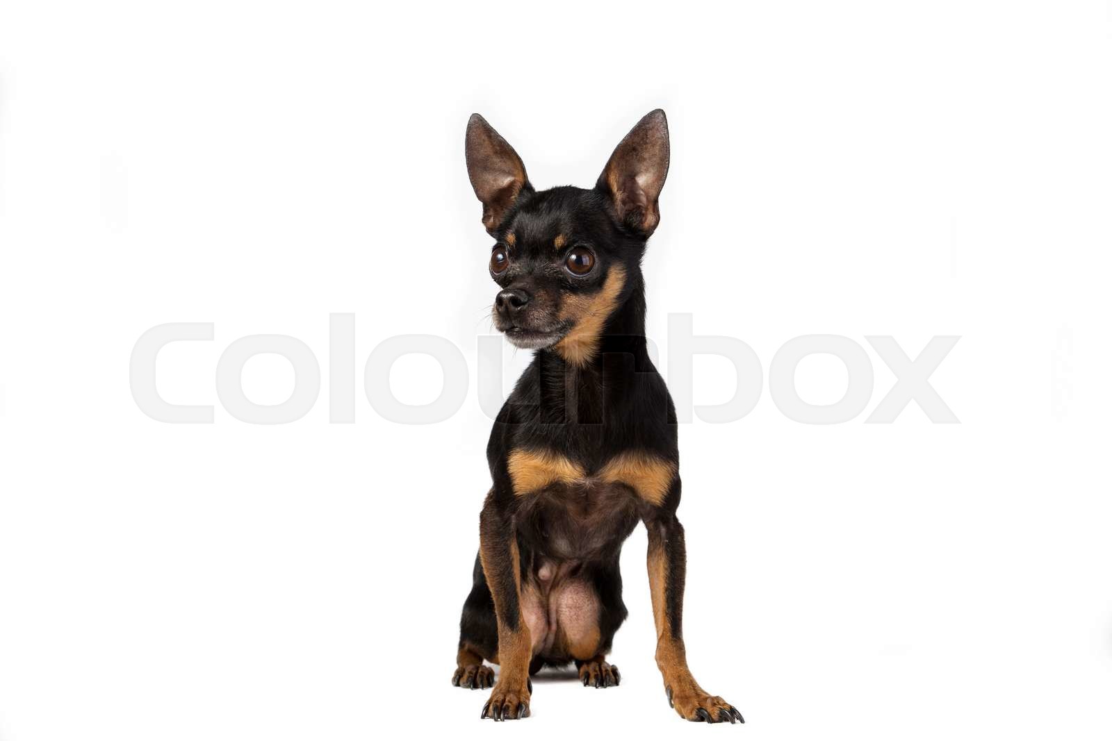 toy terrier mini | Stock image | Colourbox