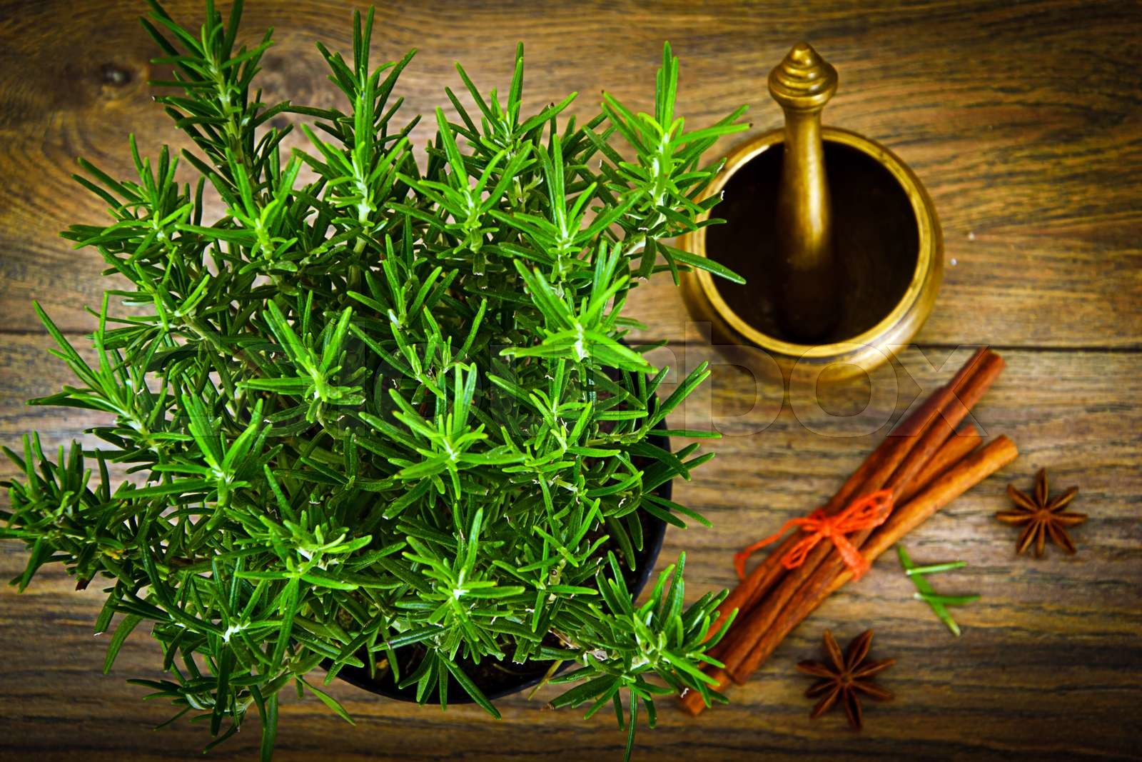 Fresh Tarragon Spice | Stock image | Colourbox