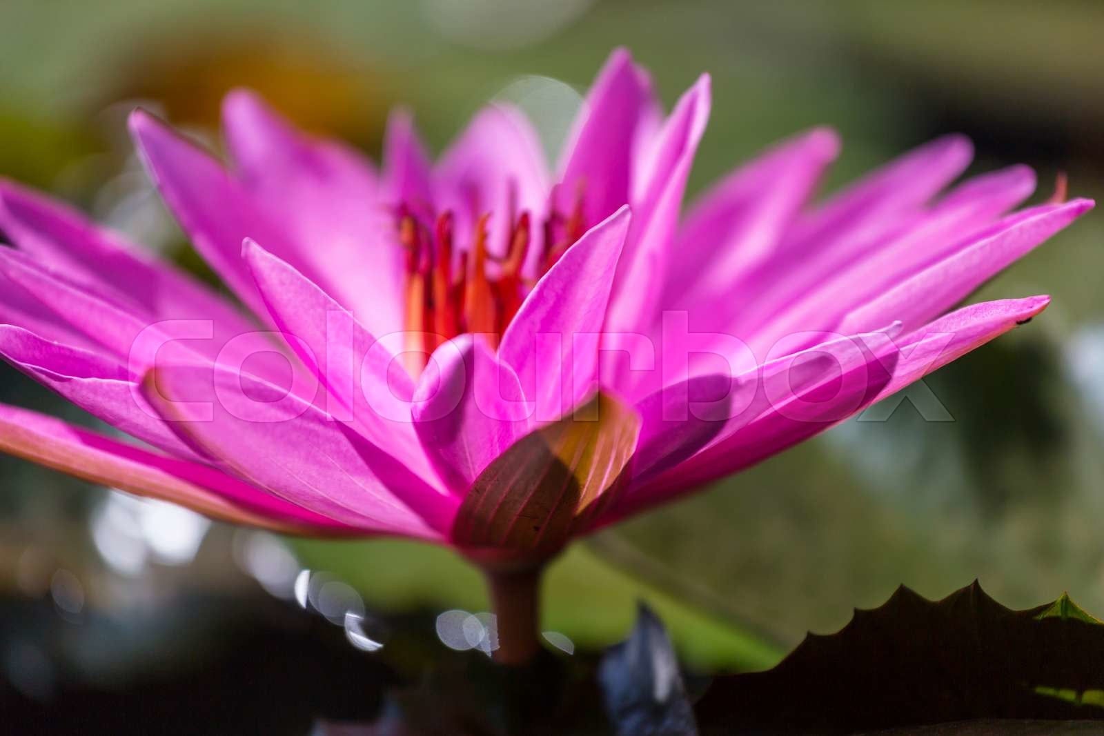 Lotus | Stock image | Colourbox